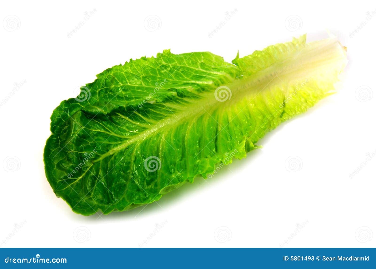 Lettuce Leaf stock image. Image of crisp, ingredient, water - 5801493
