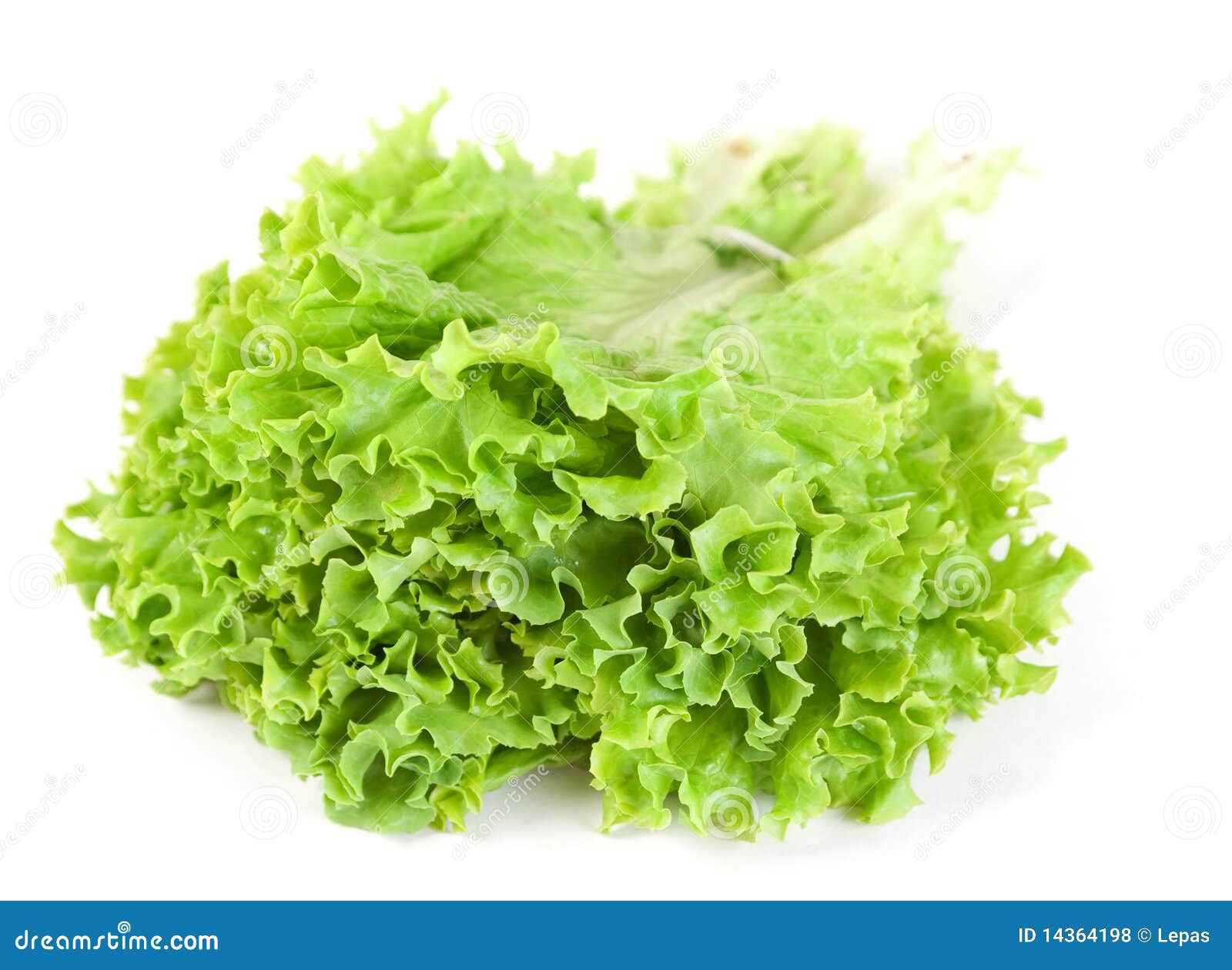 Lettuce leaf bunch stock photo. Image of lettuce, plant - 14364198