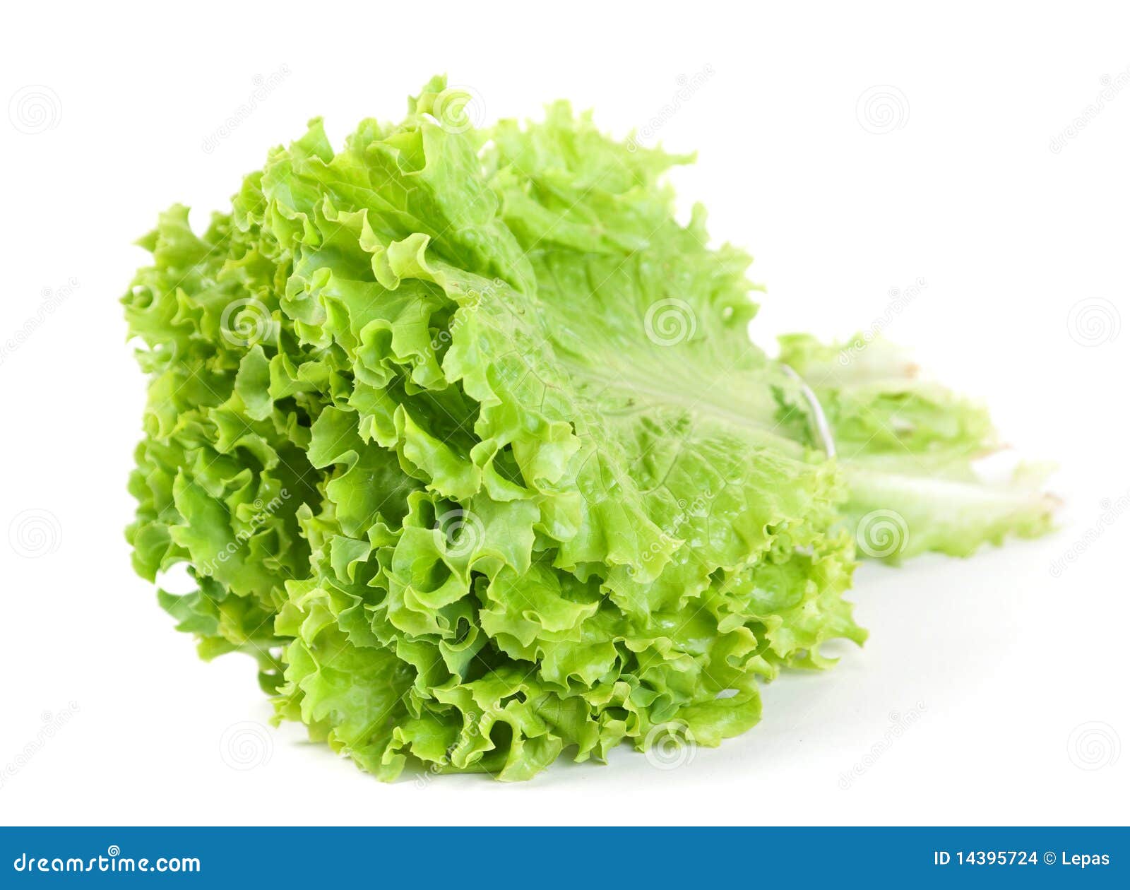 Lettuce leaf bunch stock photo. Image of organic, leaf - 14395724