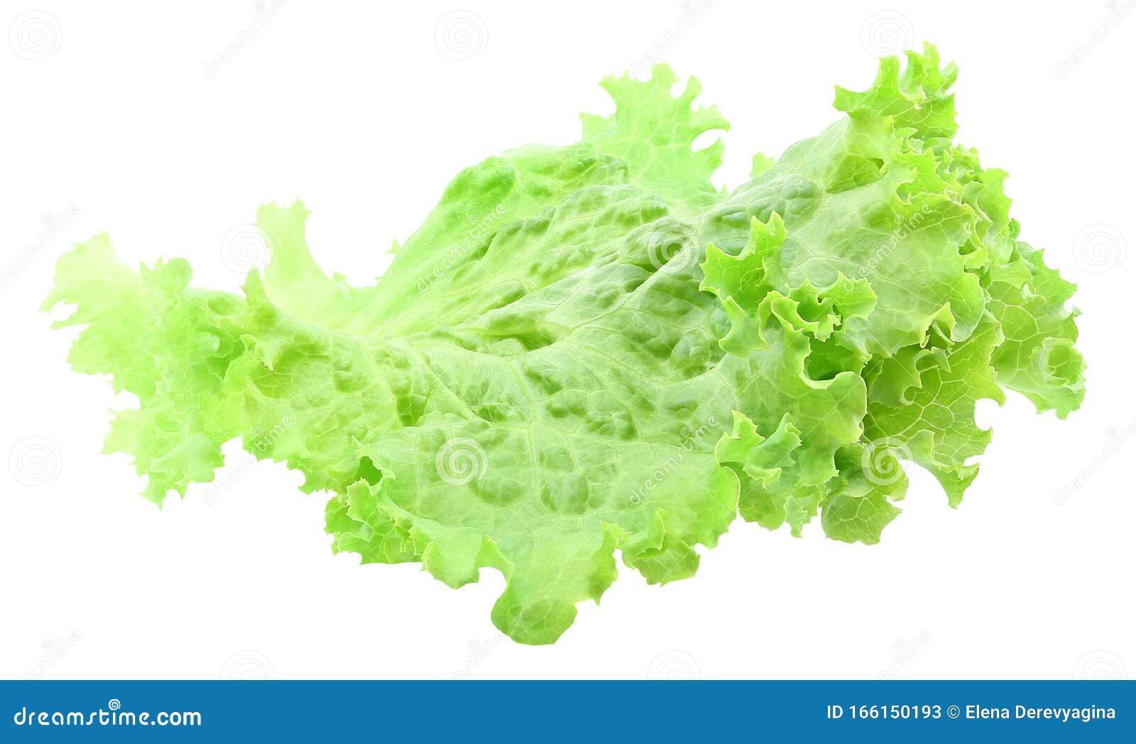 Lettuce Leaf Green One Side View Isolated on White Background with ...