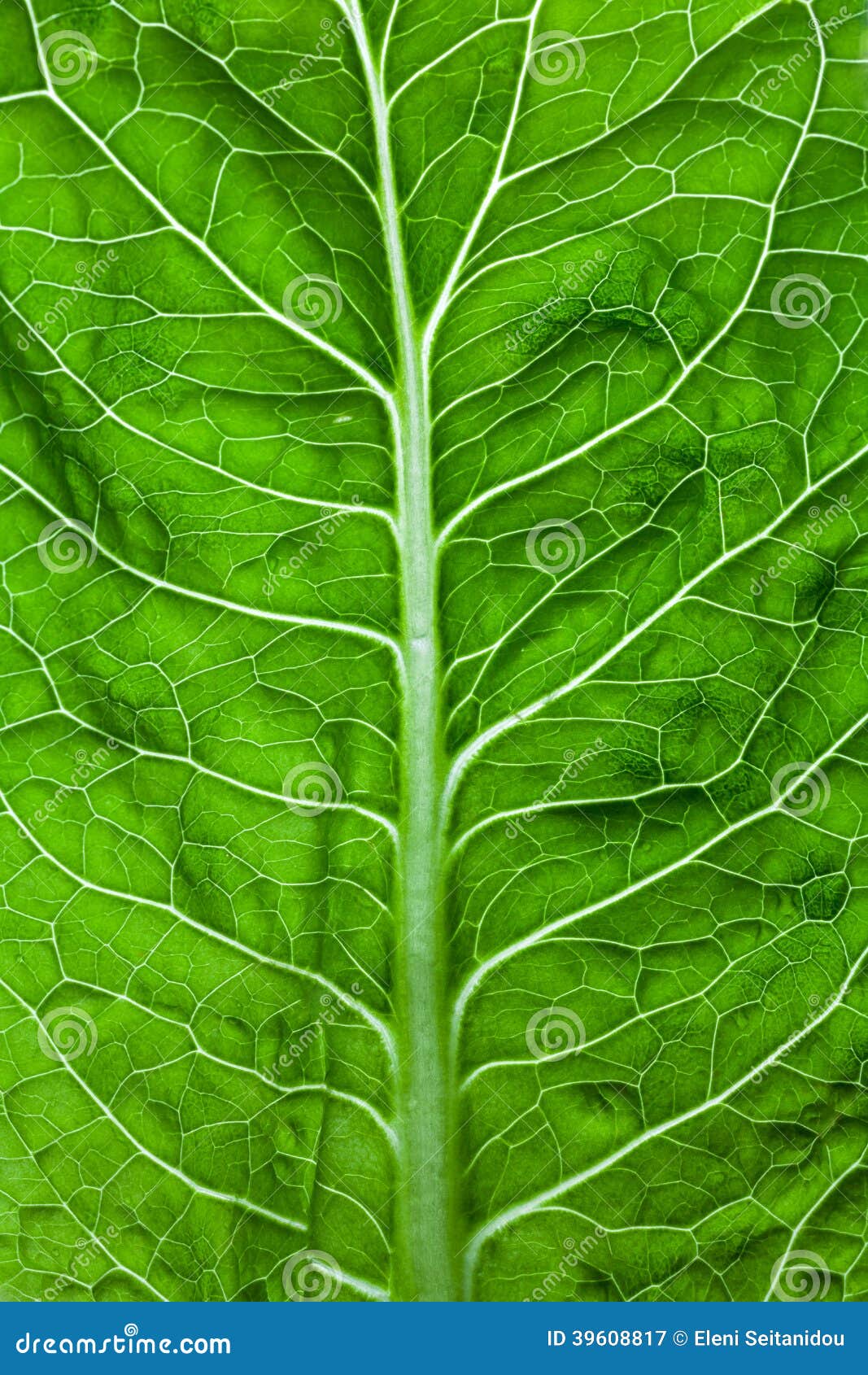 Lettuce leaf stock image. Image of ecology, pattern, organic - 39608817