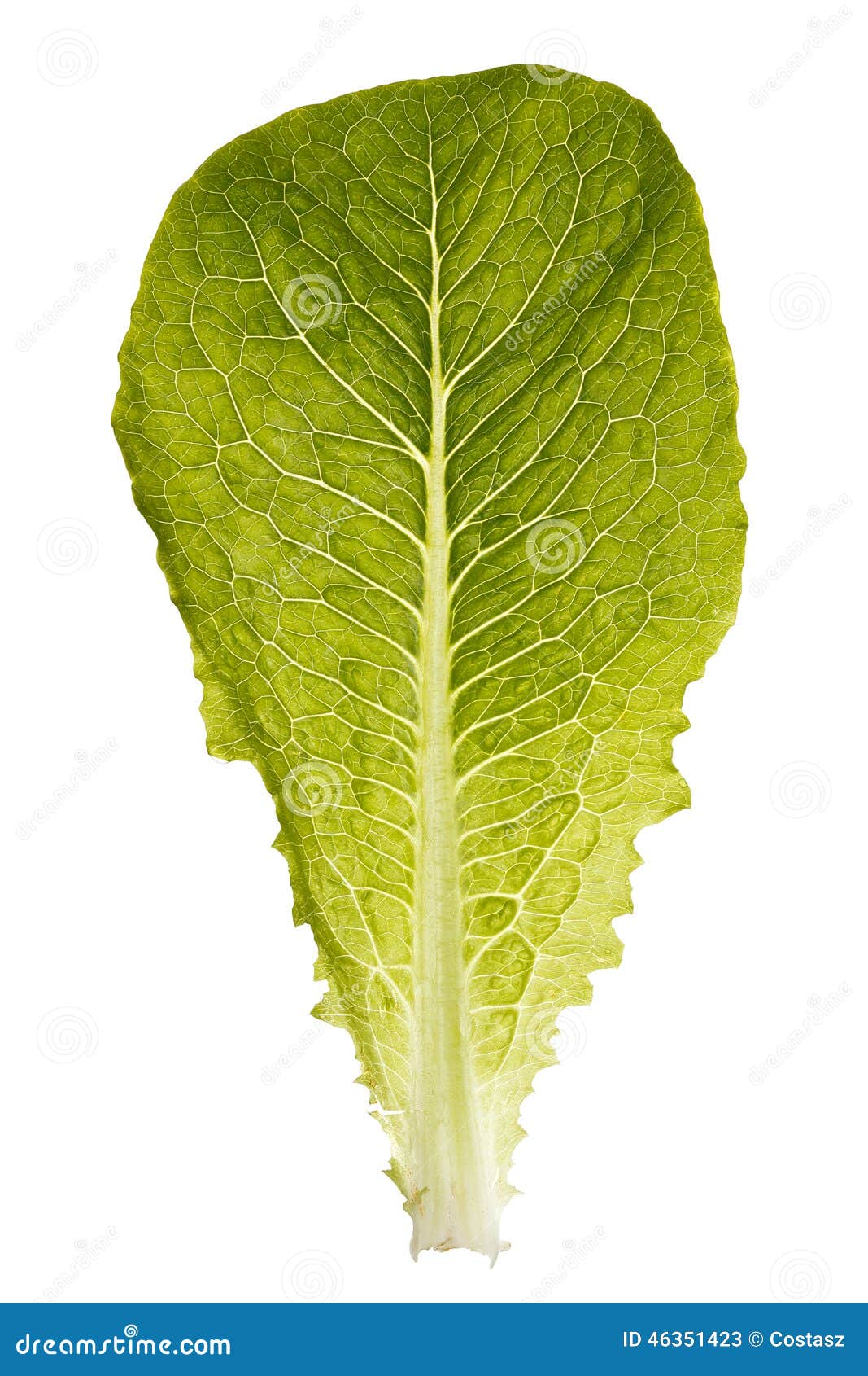Lettuce leaf stock image. Image of isolated, ingredient - 46351423