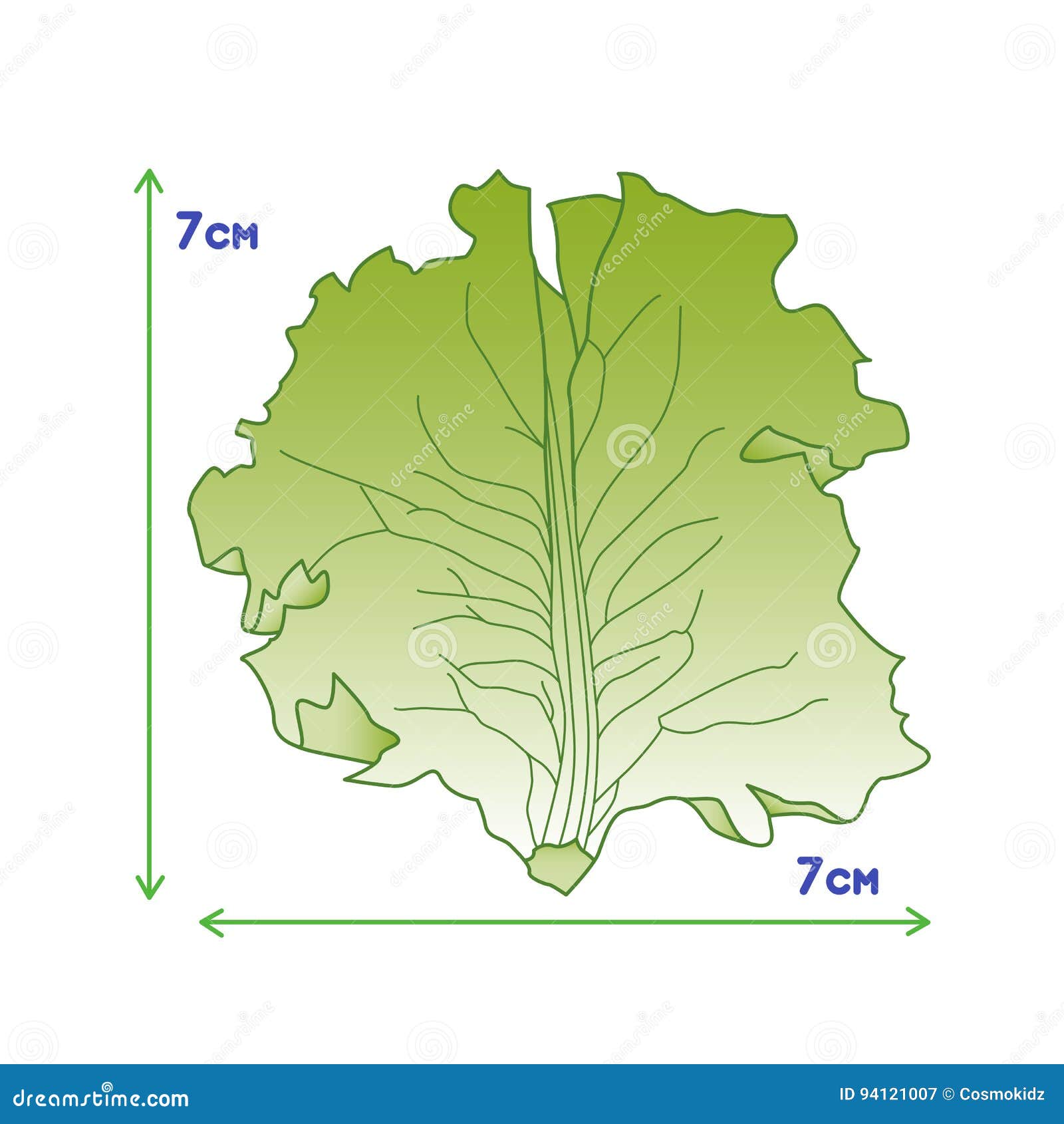 Lettuce Leaf with Measuring Arrows Vector Illustration Isolated on ...