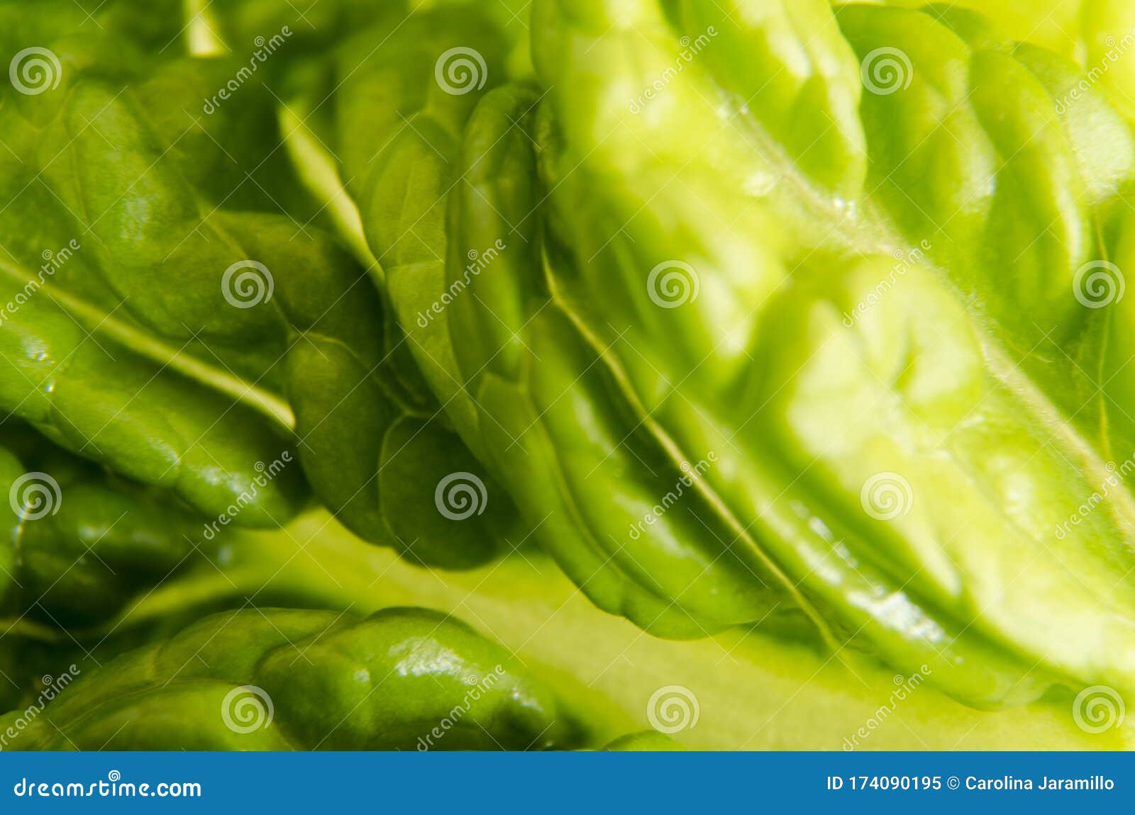 Lettuce Leaf Texture, Close Up Stock Image - Image of plant, nutrition ...