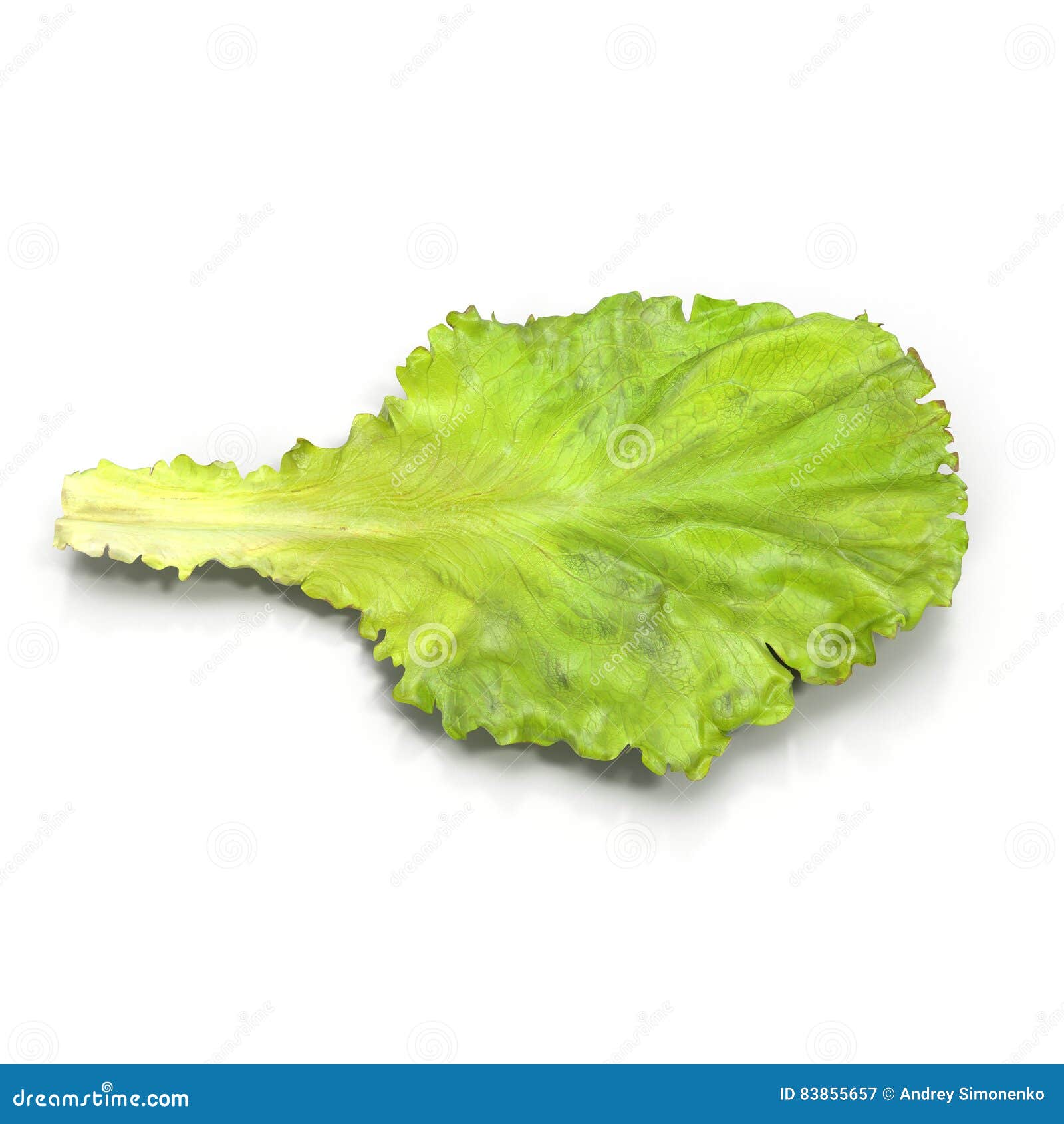 Lettuce Leaf on White. Side View. 3D Illustration Stock Illustration ...