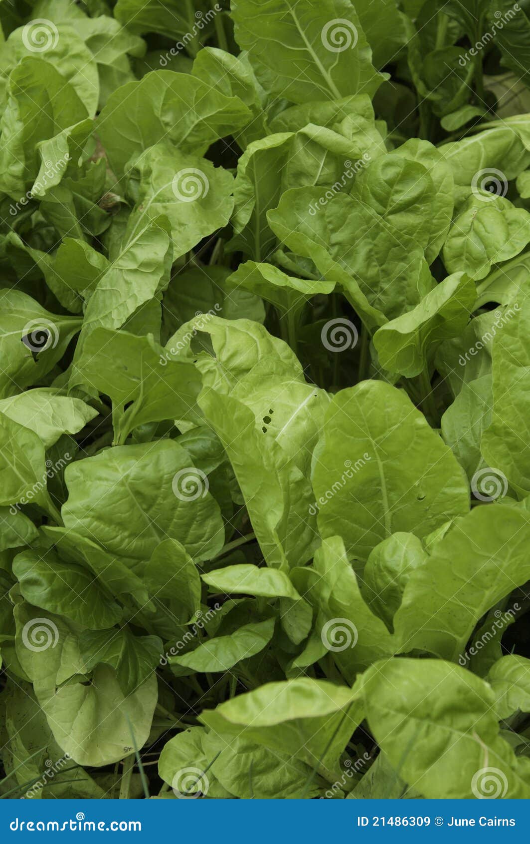 Lettuce Leafs stock image. Image of field, healthy, nature - 21486309