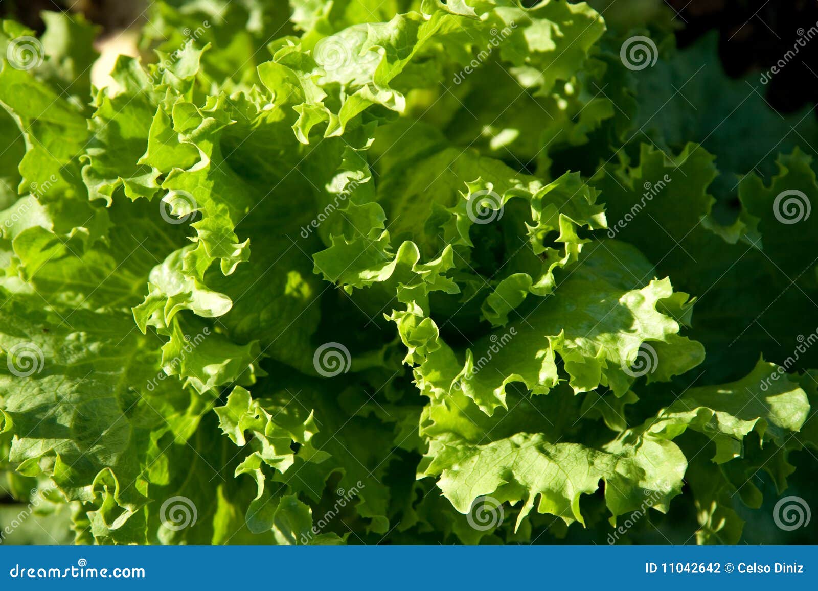 Lettuce leaves stock photo. Image of growing, closeup - 11042642
