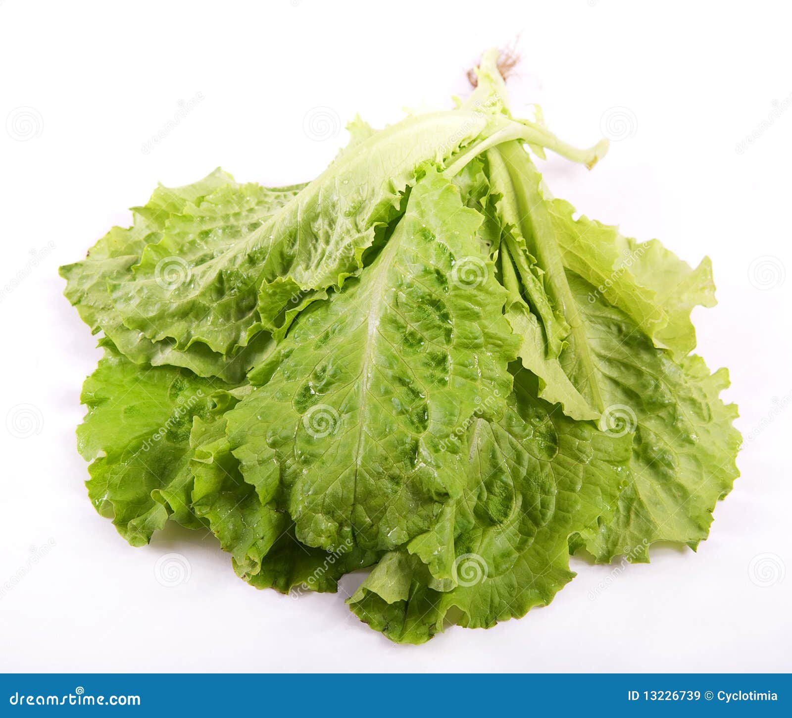 Lettuce leaves stock image. Image of vegetable, leaf - 13226739