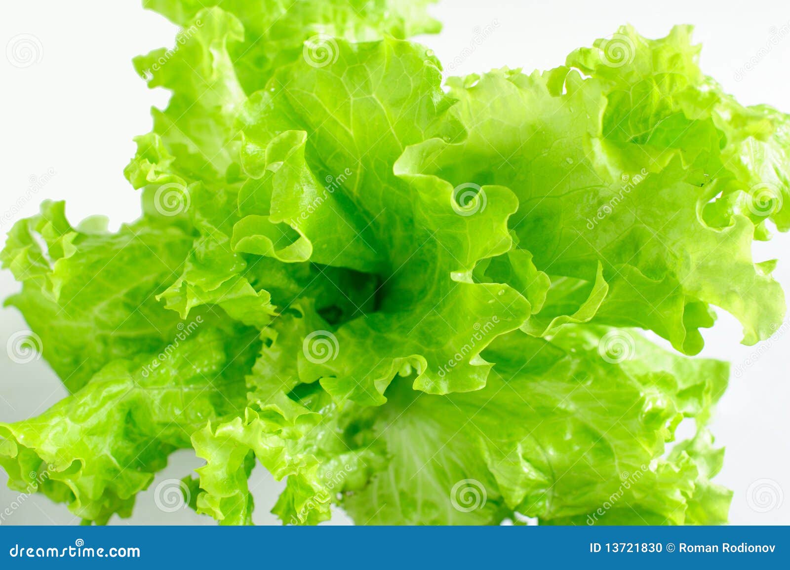 Lettuce leaves stock photo. Image of bright, macro, plant - 13721830
