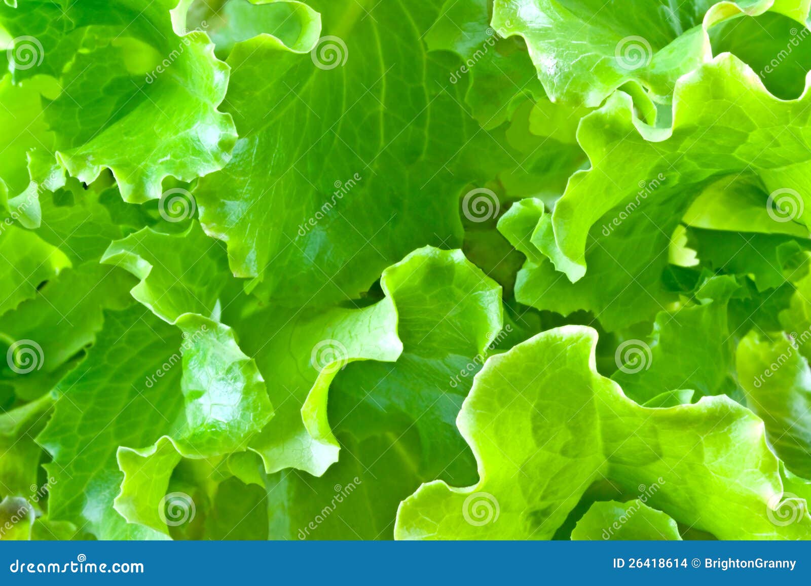 Lettuce leaves stock photo. Image of green, diet, leaf - 26418614