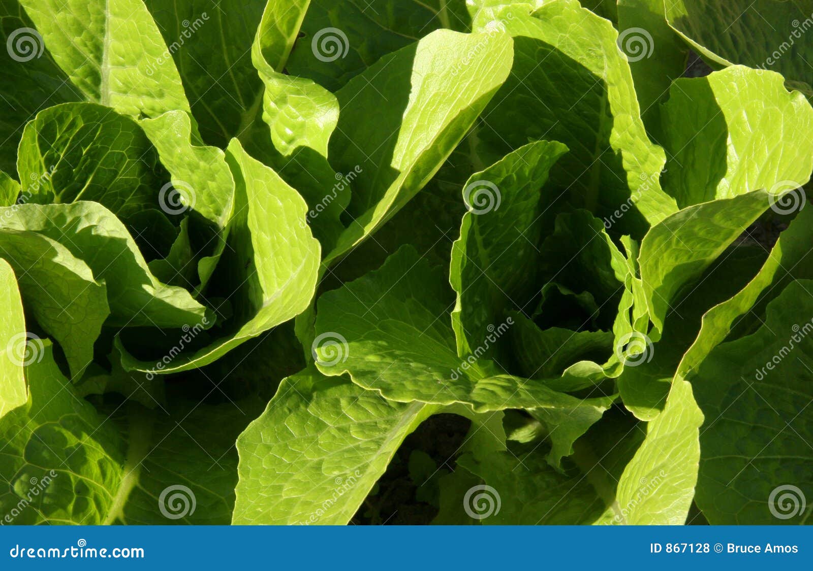 Lettuce leaves stock photo. Image of vegetable, salad, lettuce - 867128