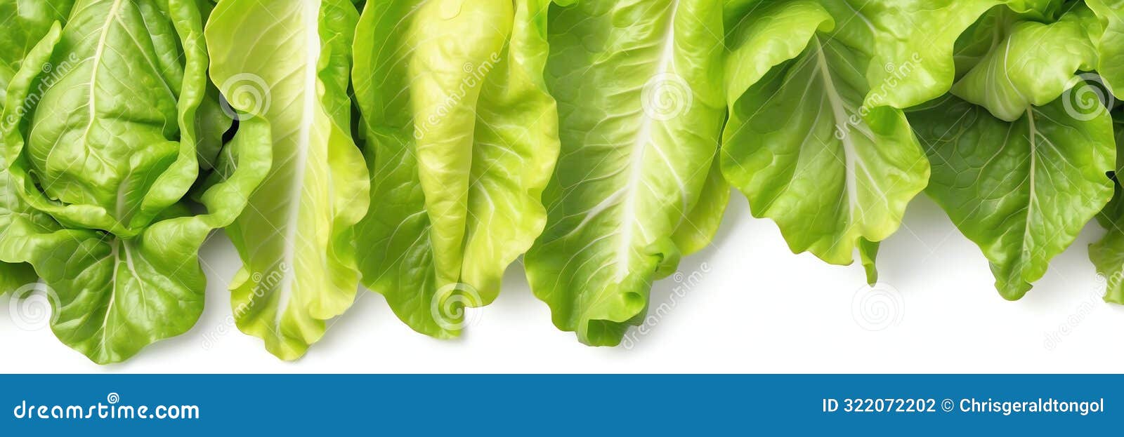 Lettuce Leaves on Border Side on Plain White Background Copyspace Ai ...