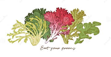 Lettuce Leaves Engraved Horizontal Set Stock Vector - Illustration of ...