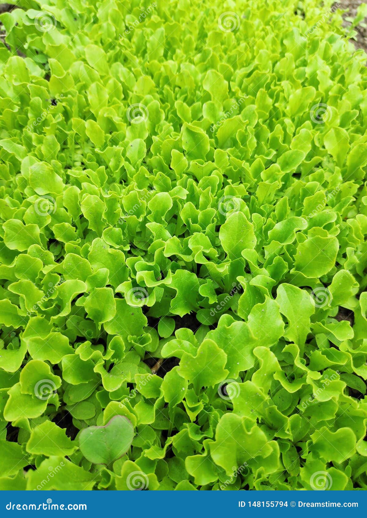 Lettuce leaves stock photo. Image of fresh, blue, garden - 148155794