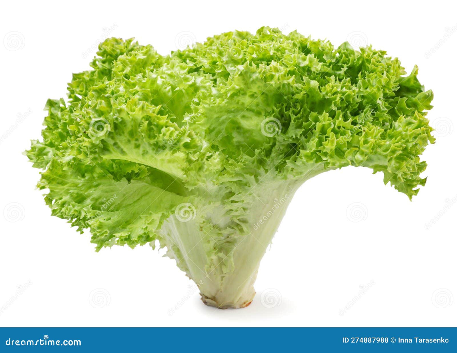 Lettuce Leaves Stand on a White Background. Isolated Stock Photo ...