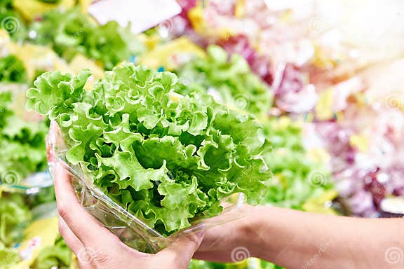 Lettuce leaves in store stock photo. Image of nutrition - 285420542