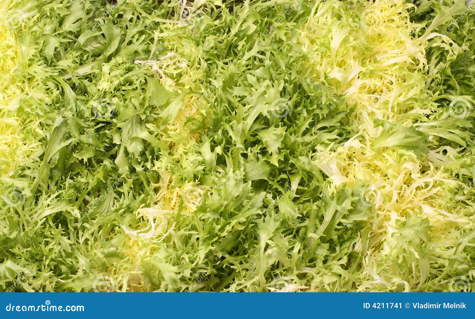 Lettuce Leaves - Vegetarian Background Stock Image - Image of foliage ...
