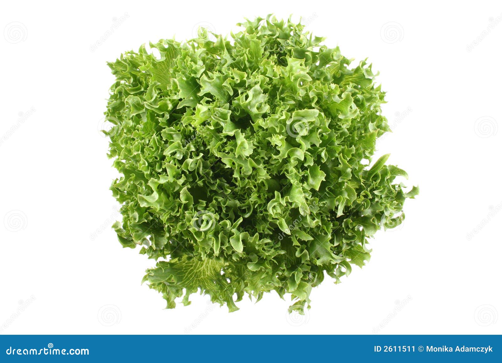 Lettuce - lollo bindo stock image. Image of vegetarian - 2611511
