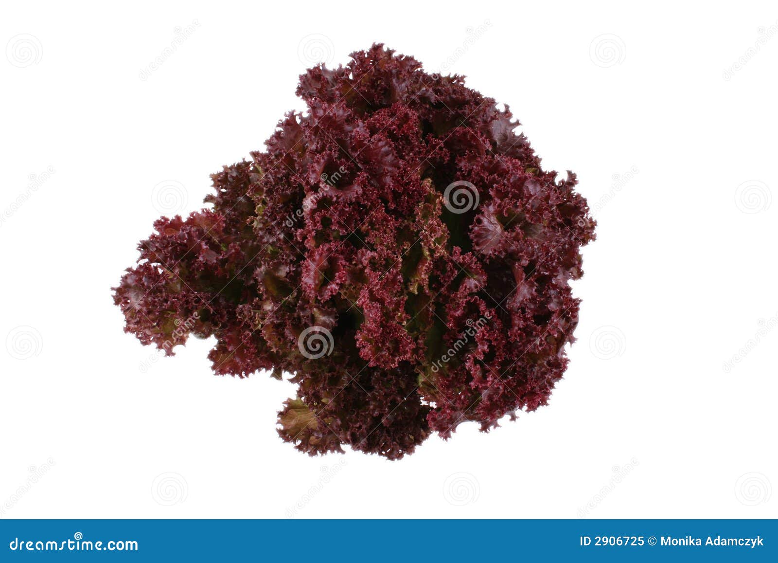 Lettuce - lollo bindo stock image. Image of green, vegetable - 2906725