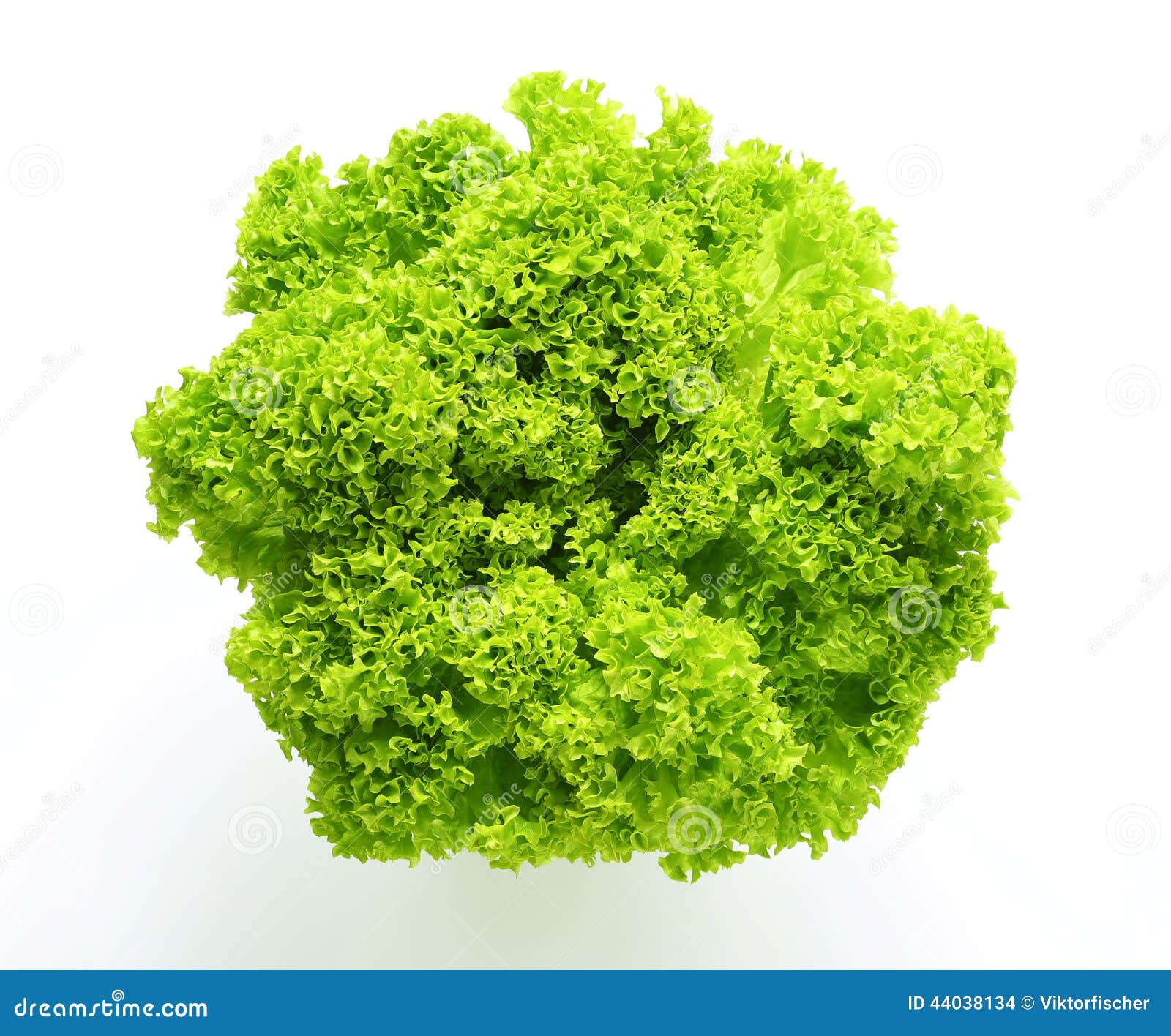 Lettuce Lollo Bionda stock photo. Image of vegetable - 44038134