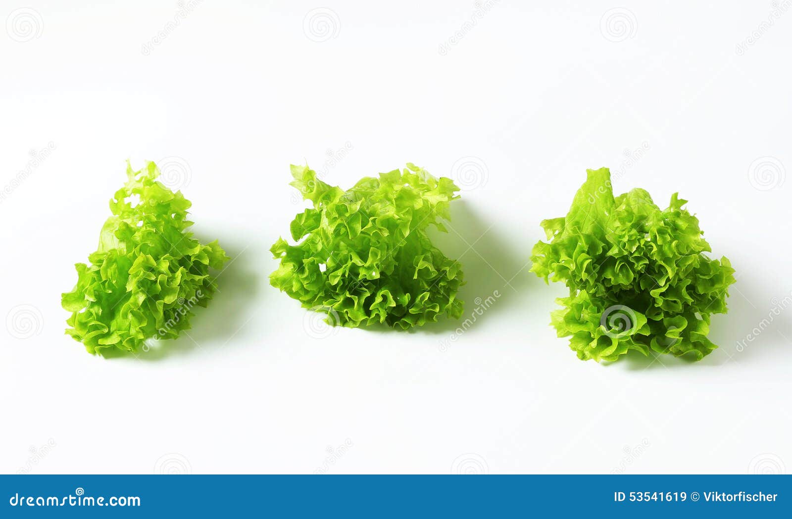 Lettuce Lollo Bionda stock image. Image of food, organic - 53541619