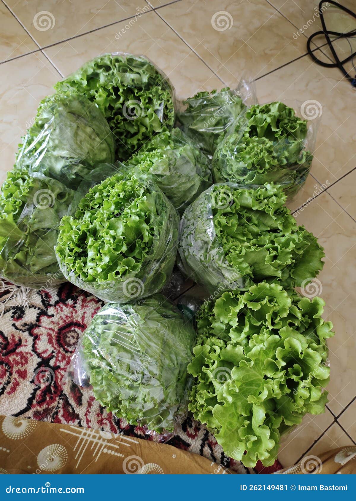 Lettuce, Pack the Lettuce before it is Delivered To the Customer Stock ...