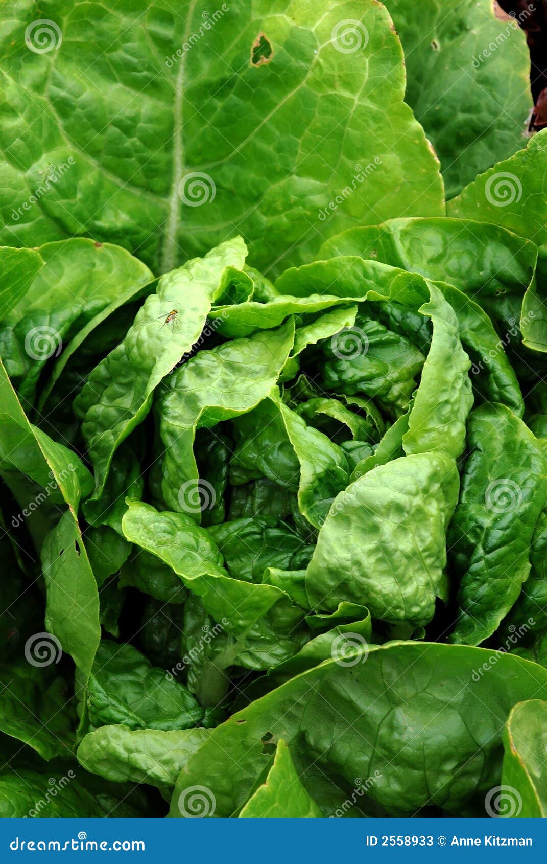 Lettuce Plant stock image. Image of greens, growth, bunch - 2558933