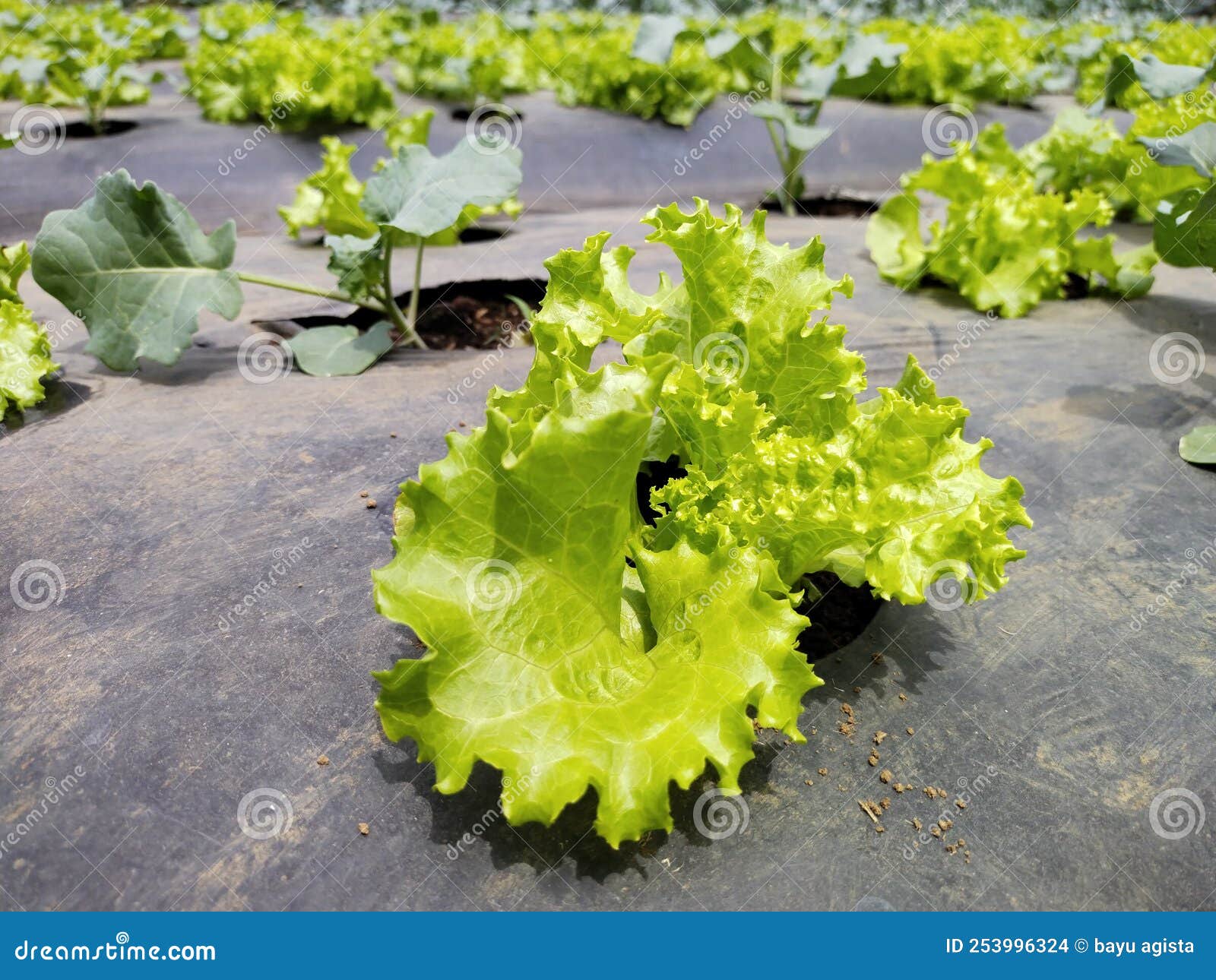 Lettuce Plant in Spring, Can Be Processed Indefinitely Stock Photo ...