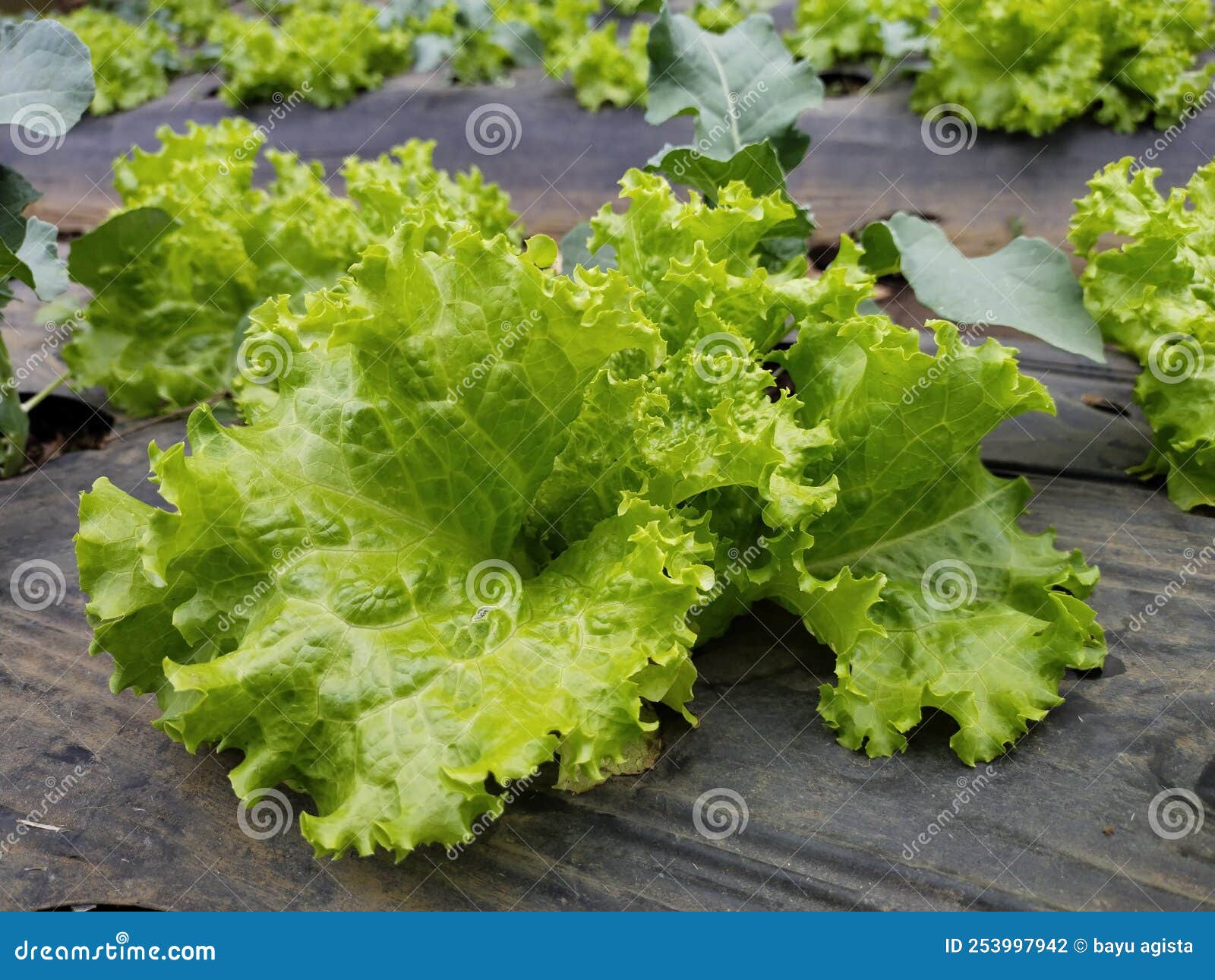 Lettuce Plant in Spring, Can Be Processed Indefinitely Stock Photo ...