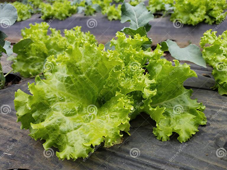 Lettuce Plant in Spring, Can Be Processed Indefinitely Stock Photo ...