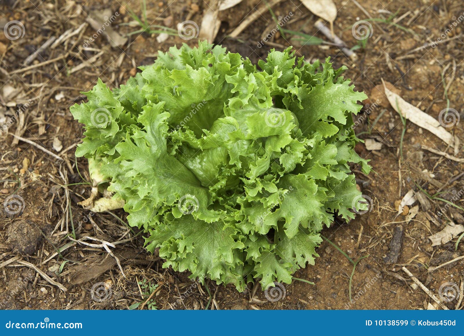 Lettuce Plant in Vegetable Garden Stock Image - Image of sand ...