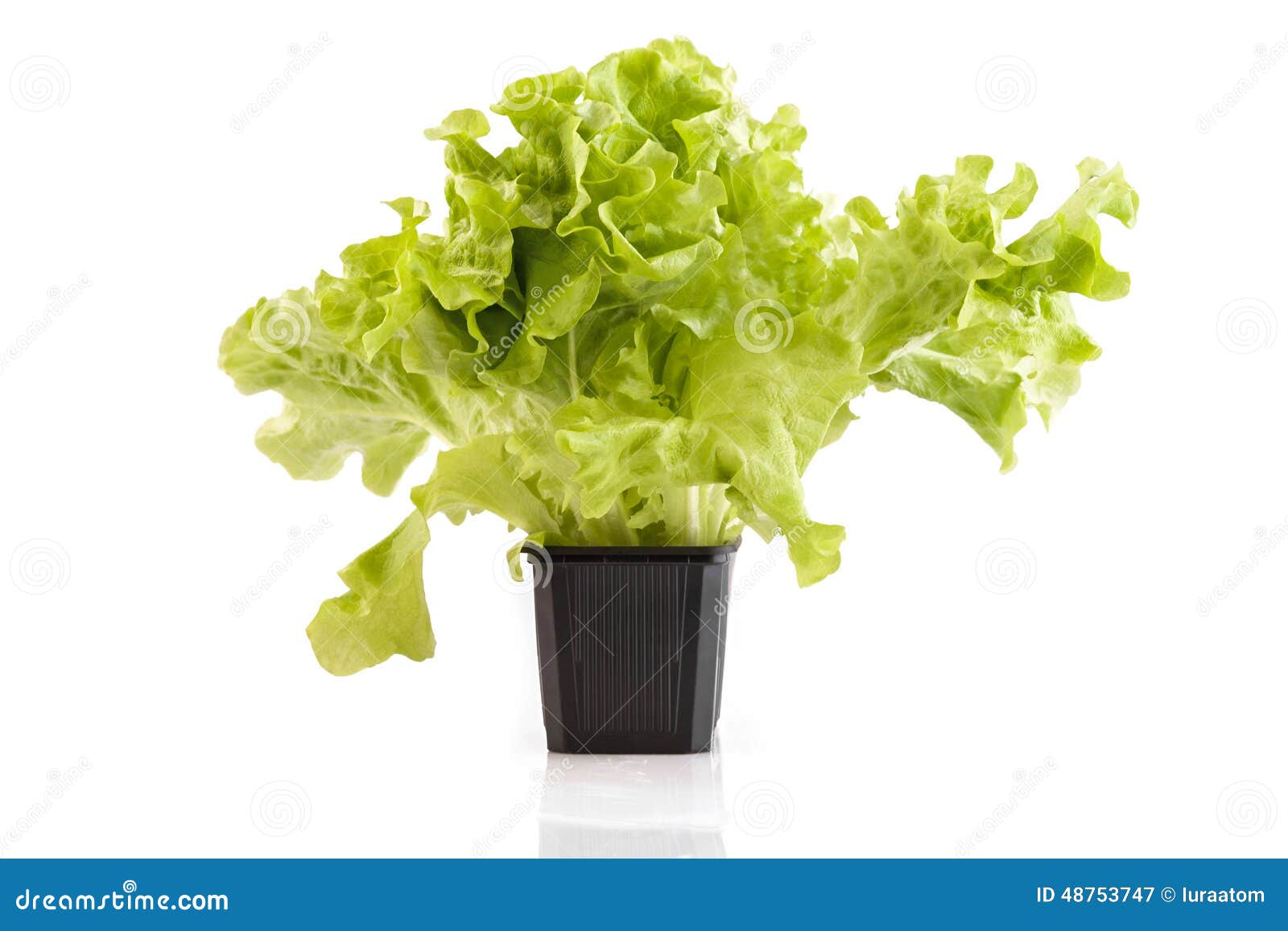 Lettuce in a plastic pot stock image. Image of chlorophyll - 48753747