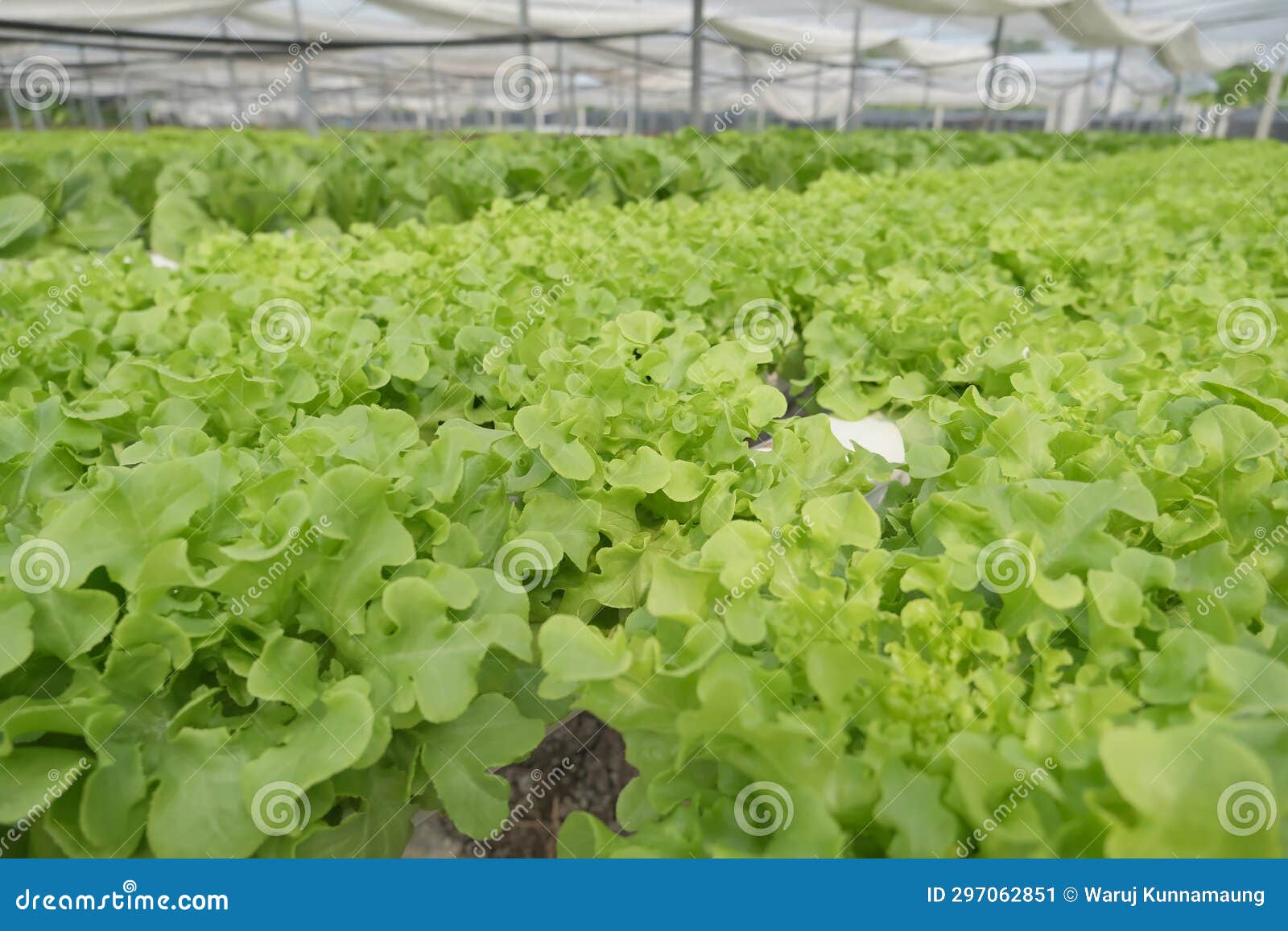 Lettuce Plot in the Greenhouse. Stock Image - Image of crop, ready ...