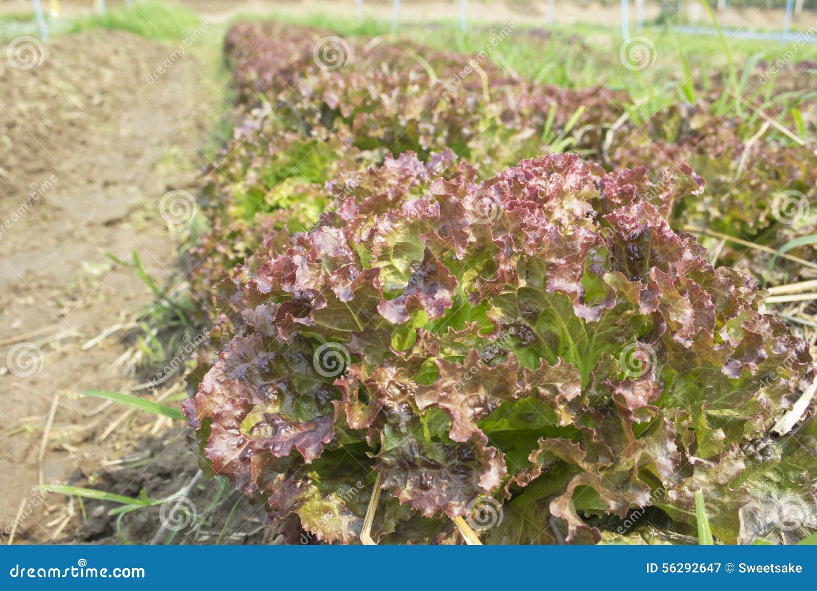 Lettuce stock image. Image of cultivation, crop, growth - 56292647