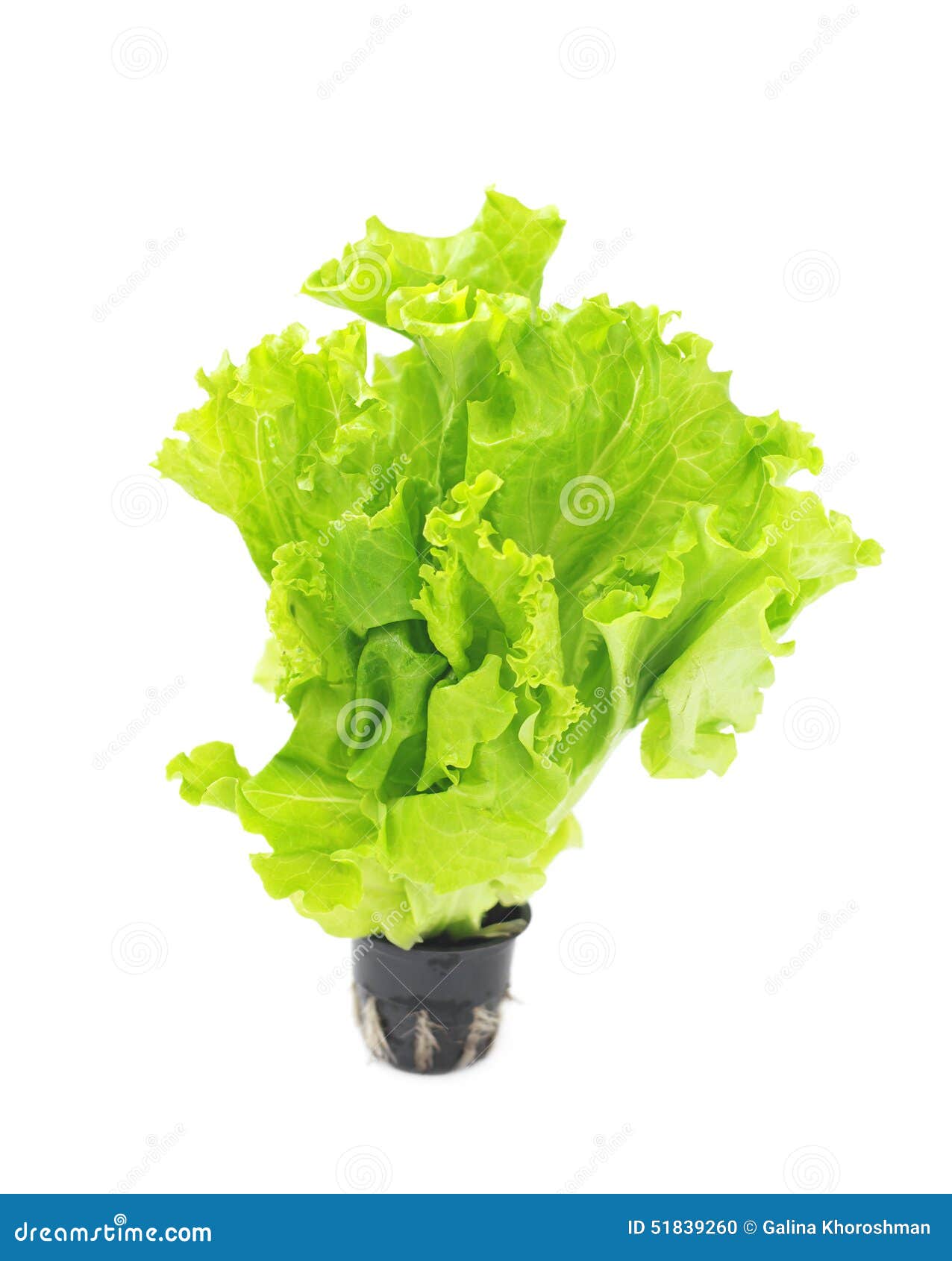 Lettuce in pot. stock photo. Image of bunch, plant, cluster - 51839260