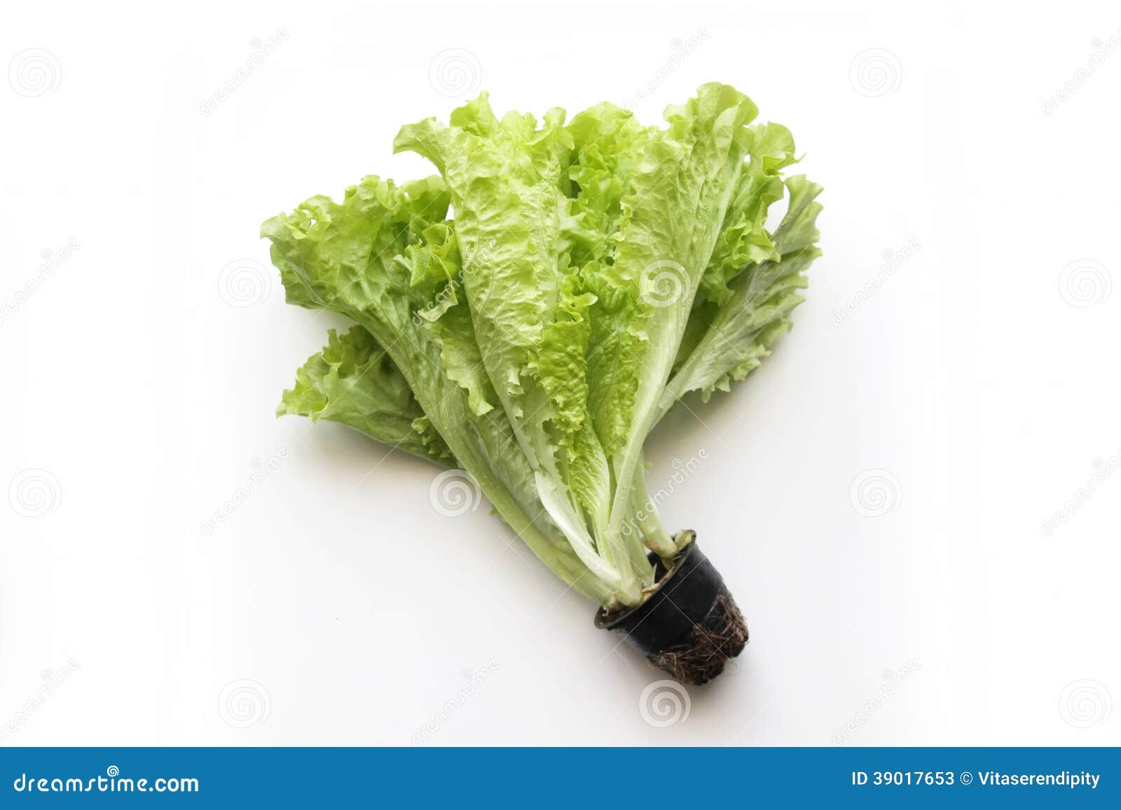 Lettuce in pot stock image. Image of chlorophyll, industry - 39017653