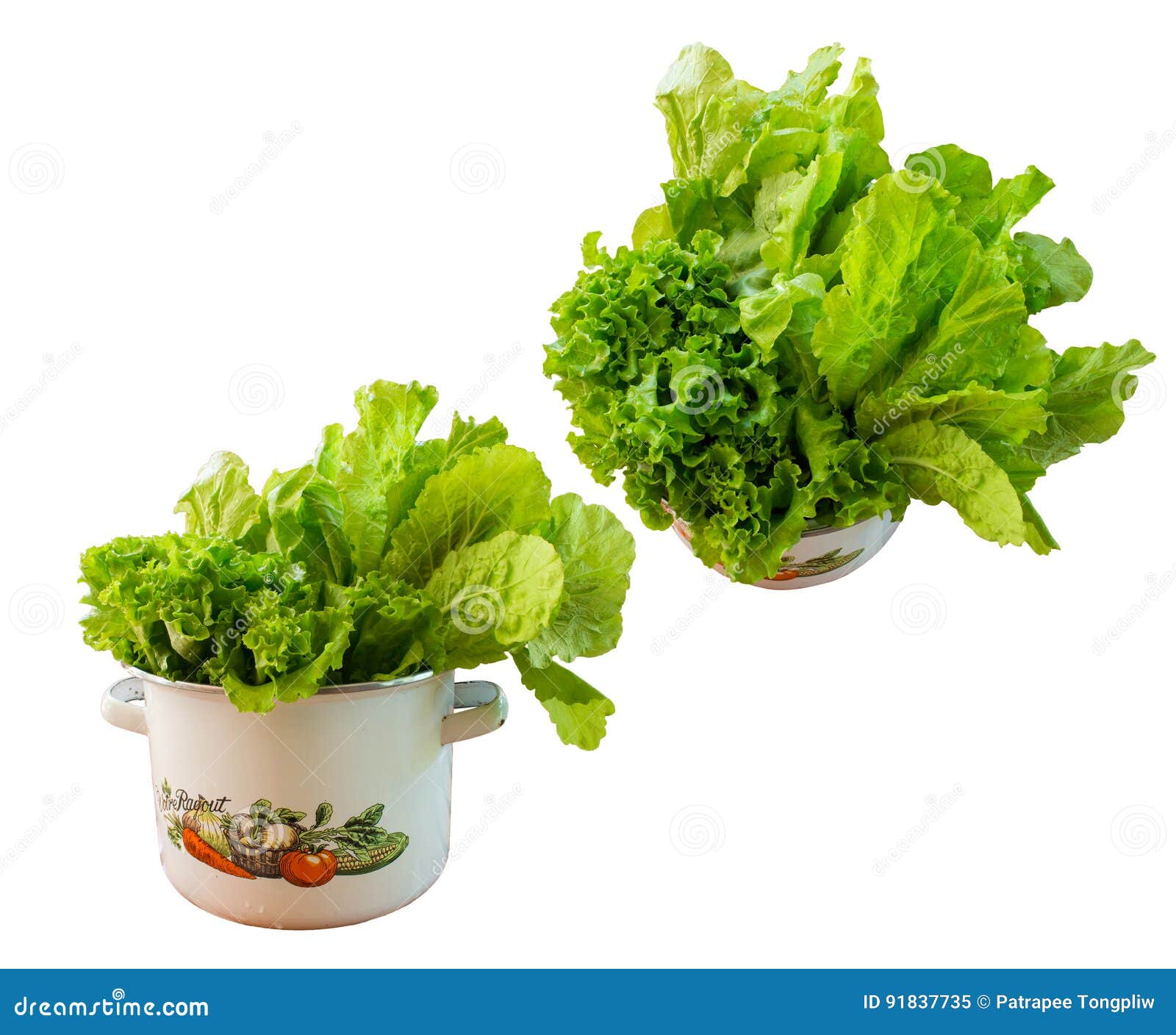 Lettuce in Pot White Isolated Stock Image - Image of fresh, diet: 91837735