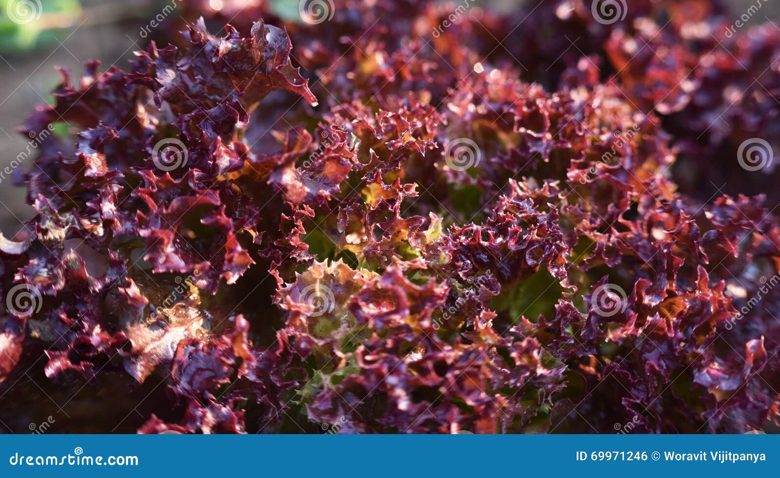 Lettuce purple stock photo. Image of harvest, organic - 69971246