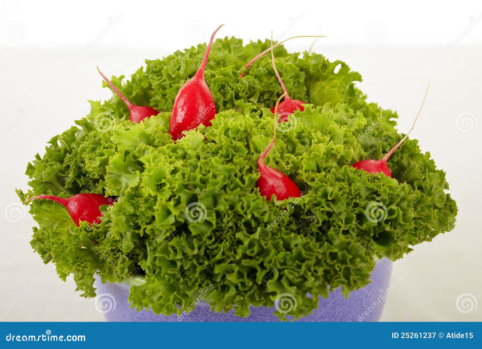 Lettuce with radish stock image. Image of healthy, fresh - 25261237