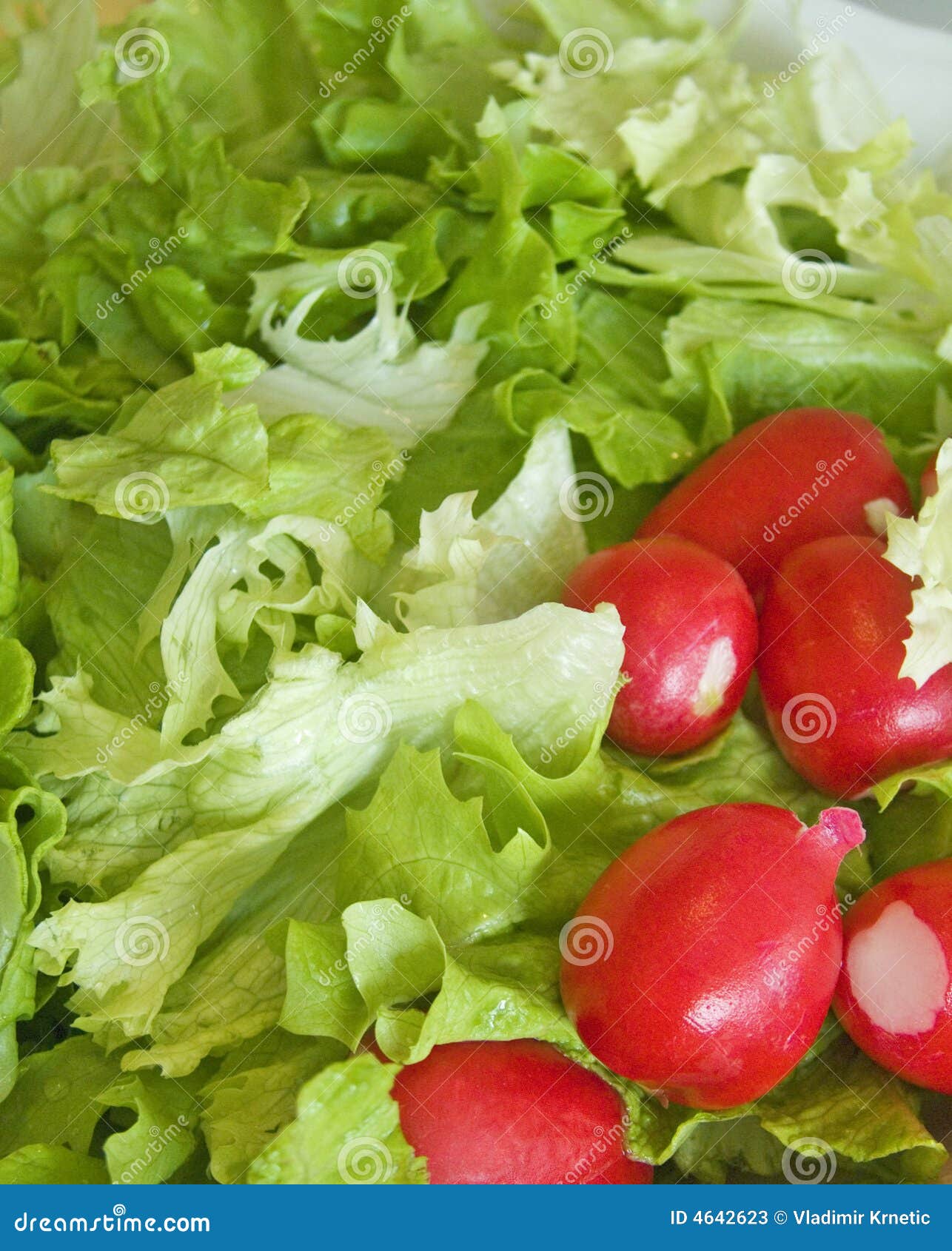 Lettuce and Radish Salad stock image. Image of conceptual - 4642623