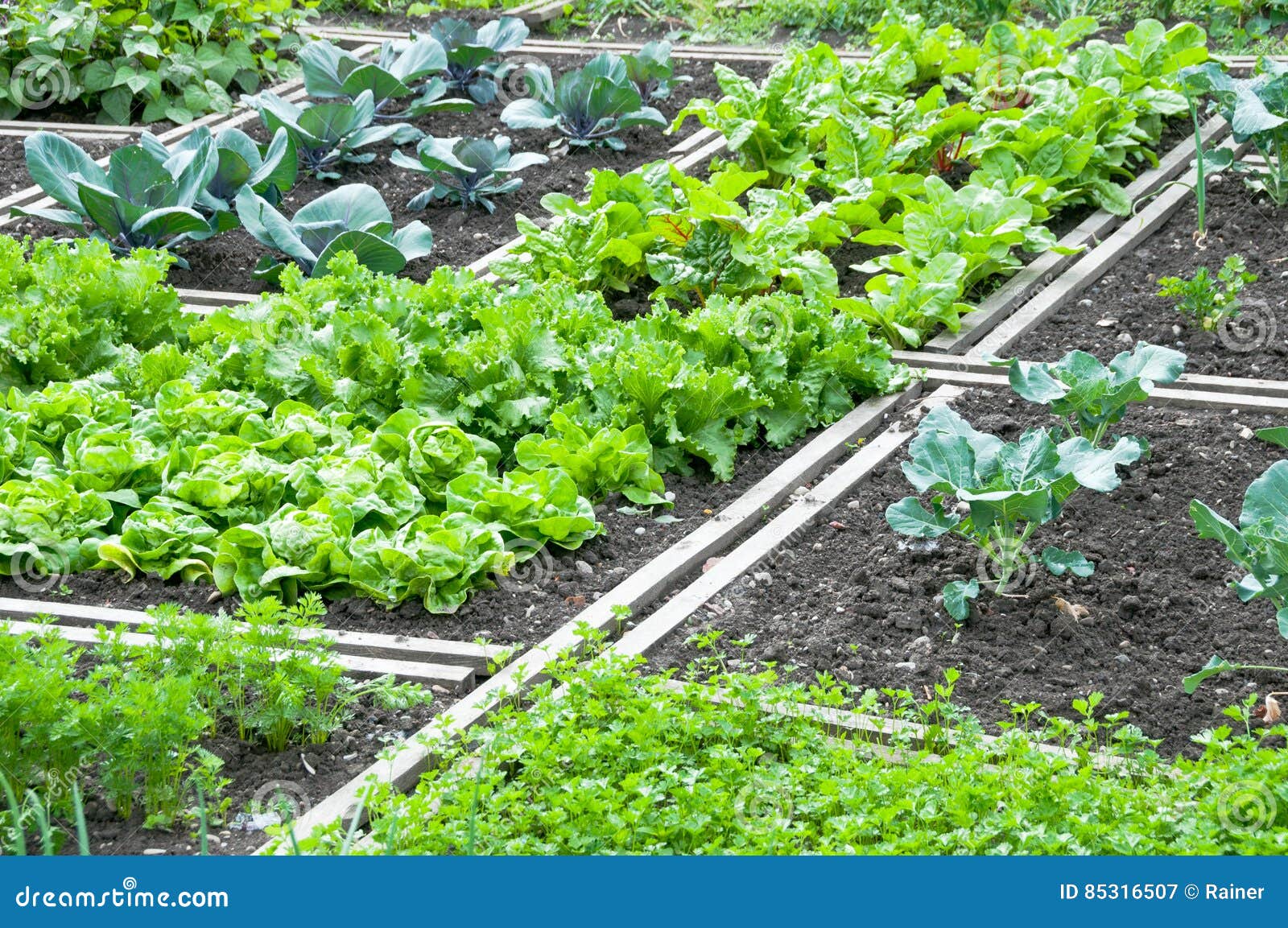 Lettuce and Red Cabbage on a Patch Stock Image - Image of healthy ...
