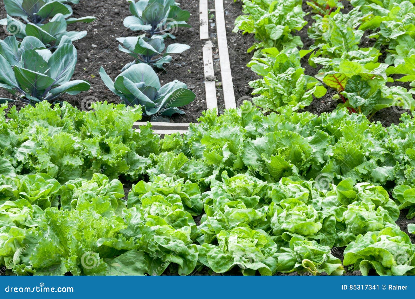 Lettuce And Red Cabbage On A Patch Stock Image - Image of biological ...