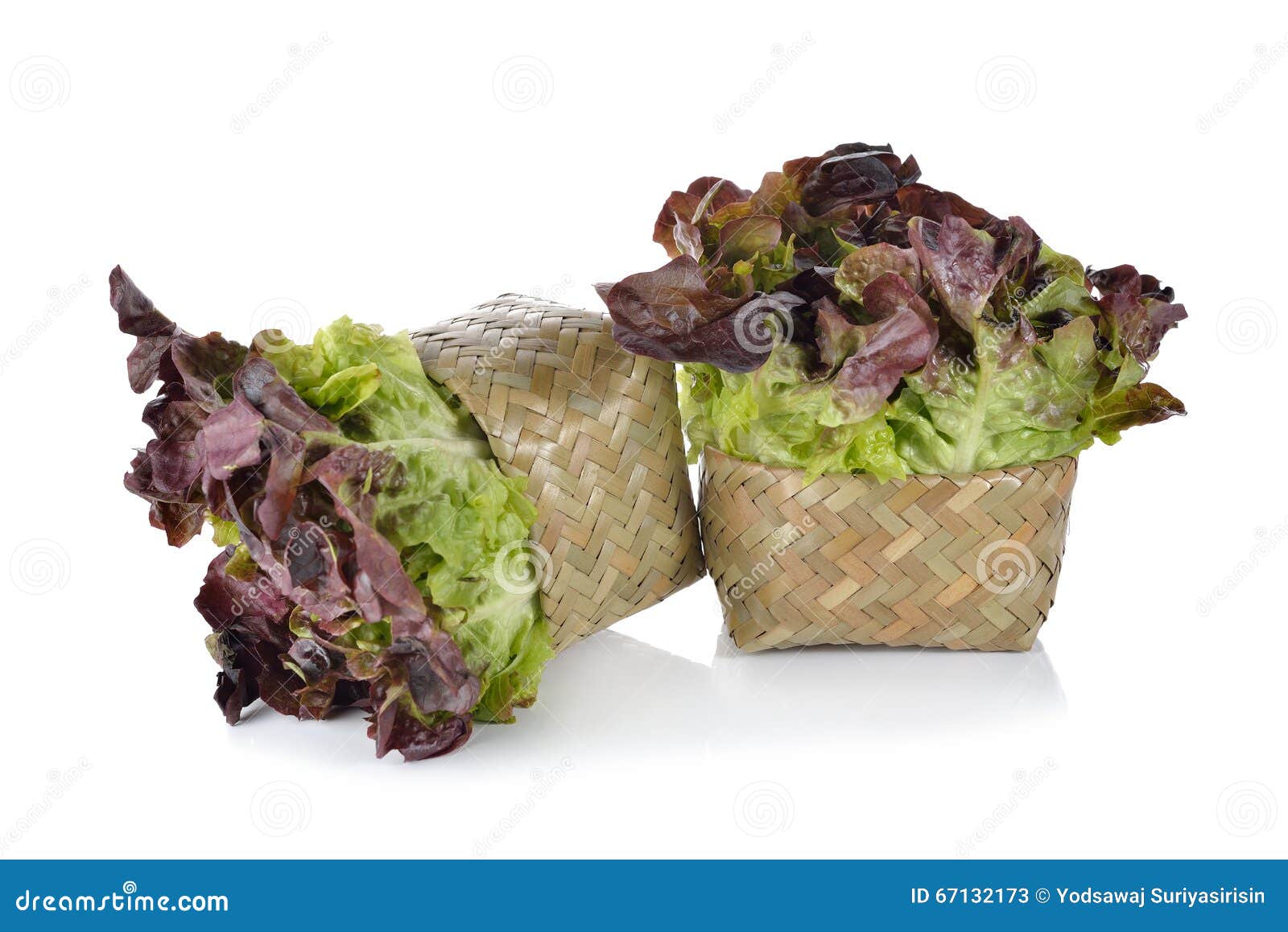 Lettuce or Red Oak-leaf in Bamboo Basket on White Stock Image - Image ...