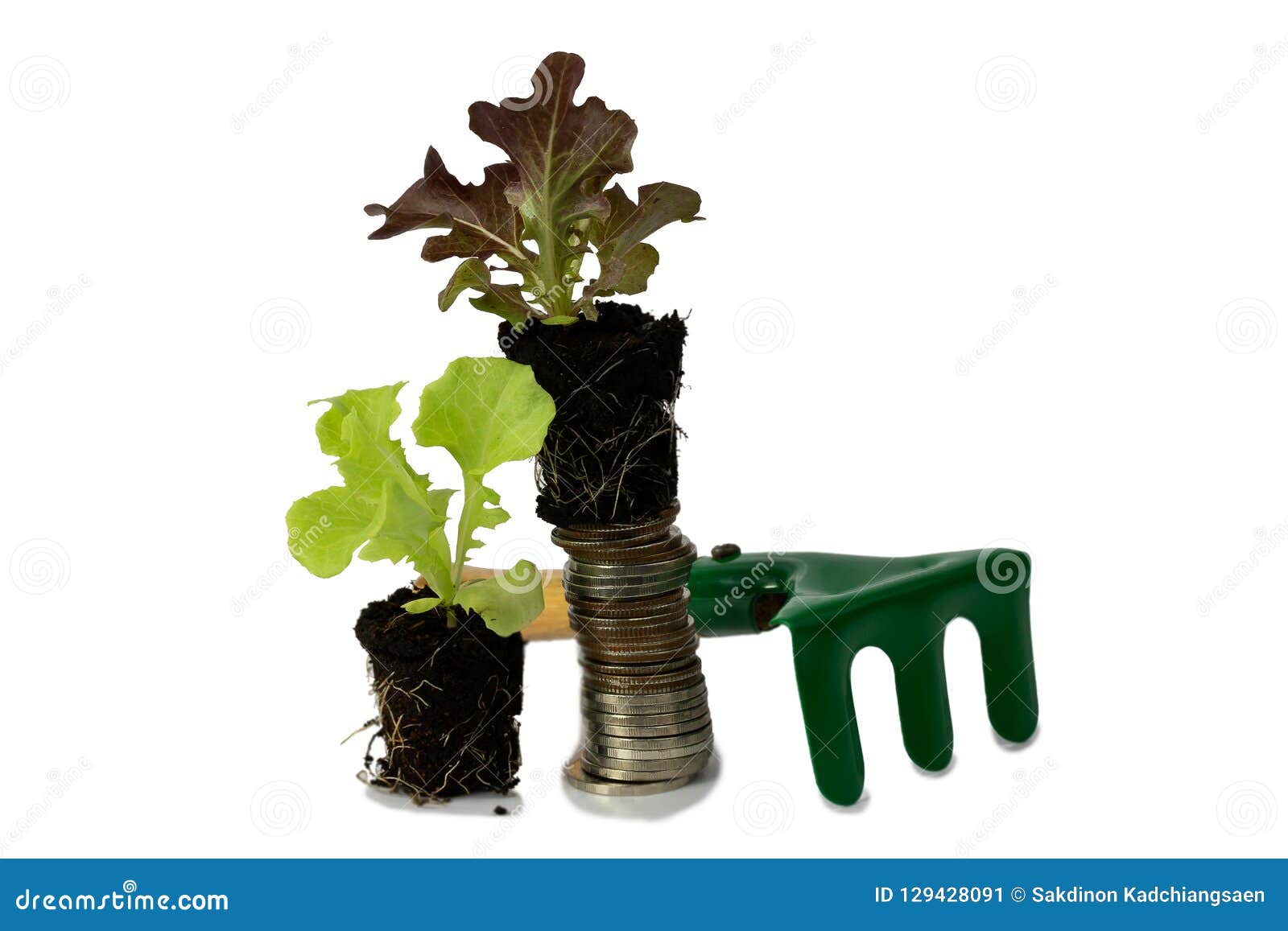 Lettuce with root system stock image. Image of black - 129428091