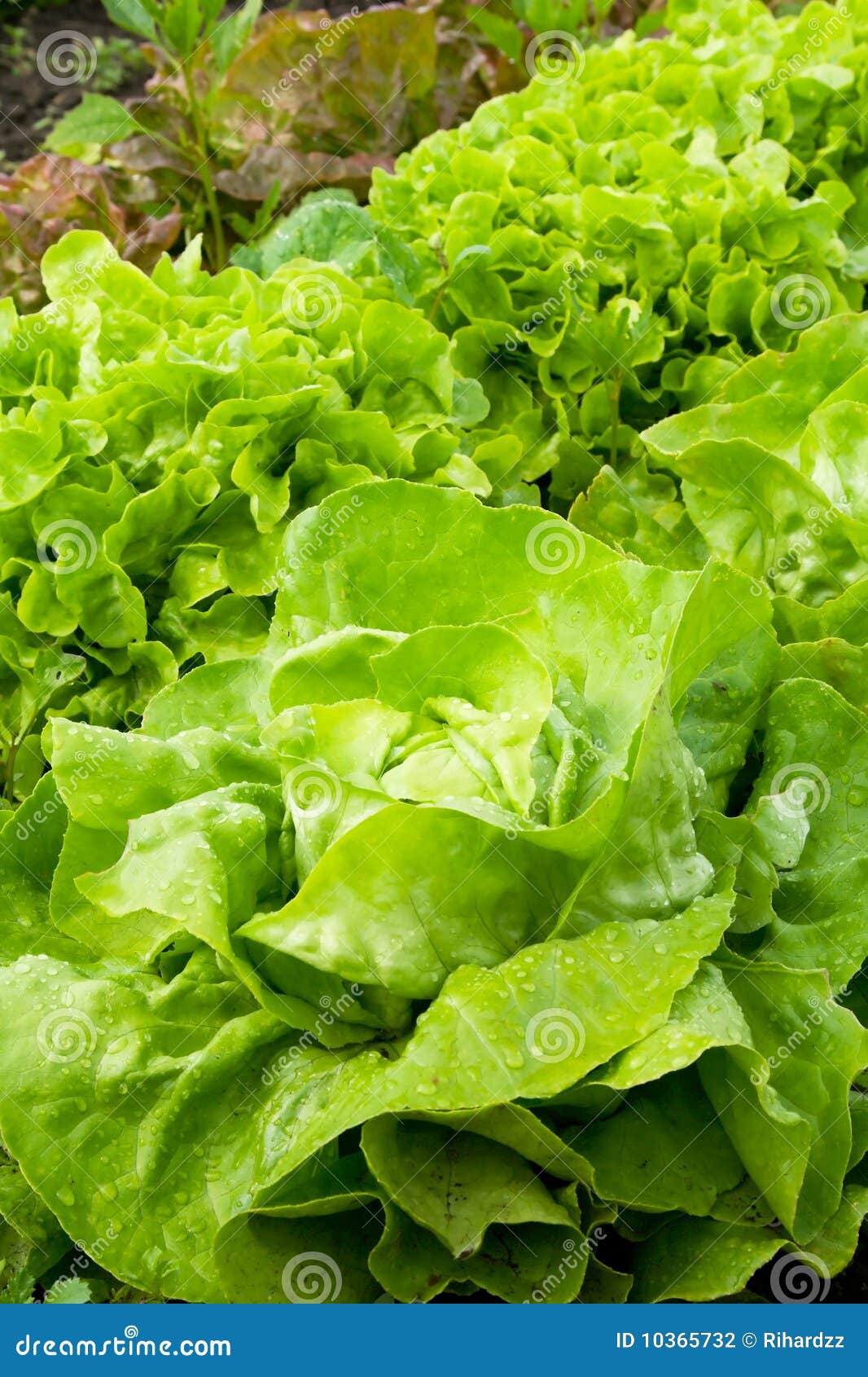 Lettuce row in the garden stock photo. Image of organic - 10365732