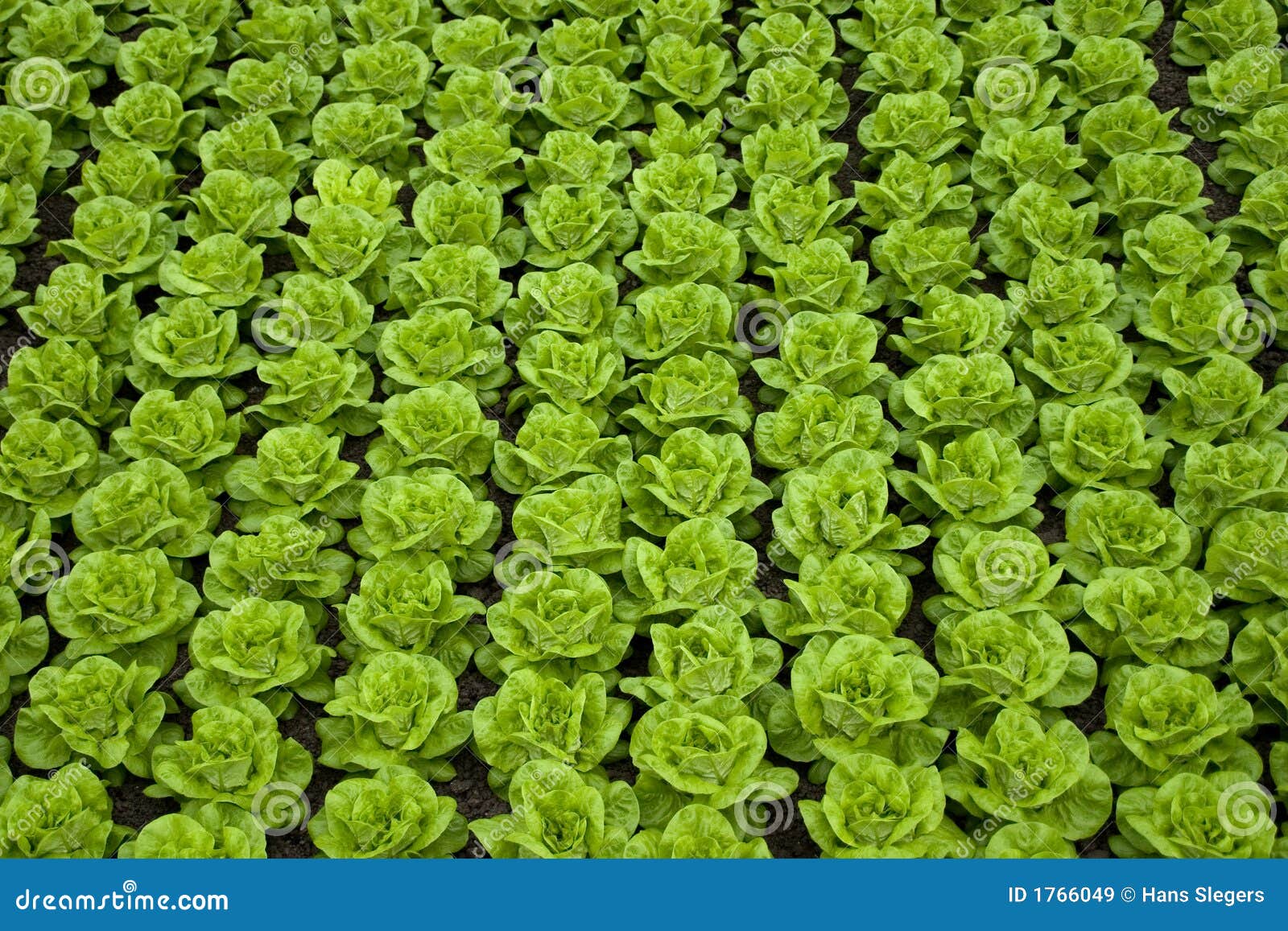 Lettuce in rows stock image. Image of farm, harvest, outdoors - 1766049