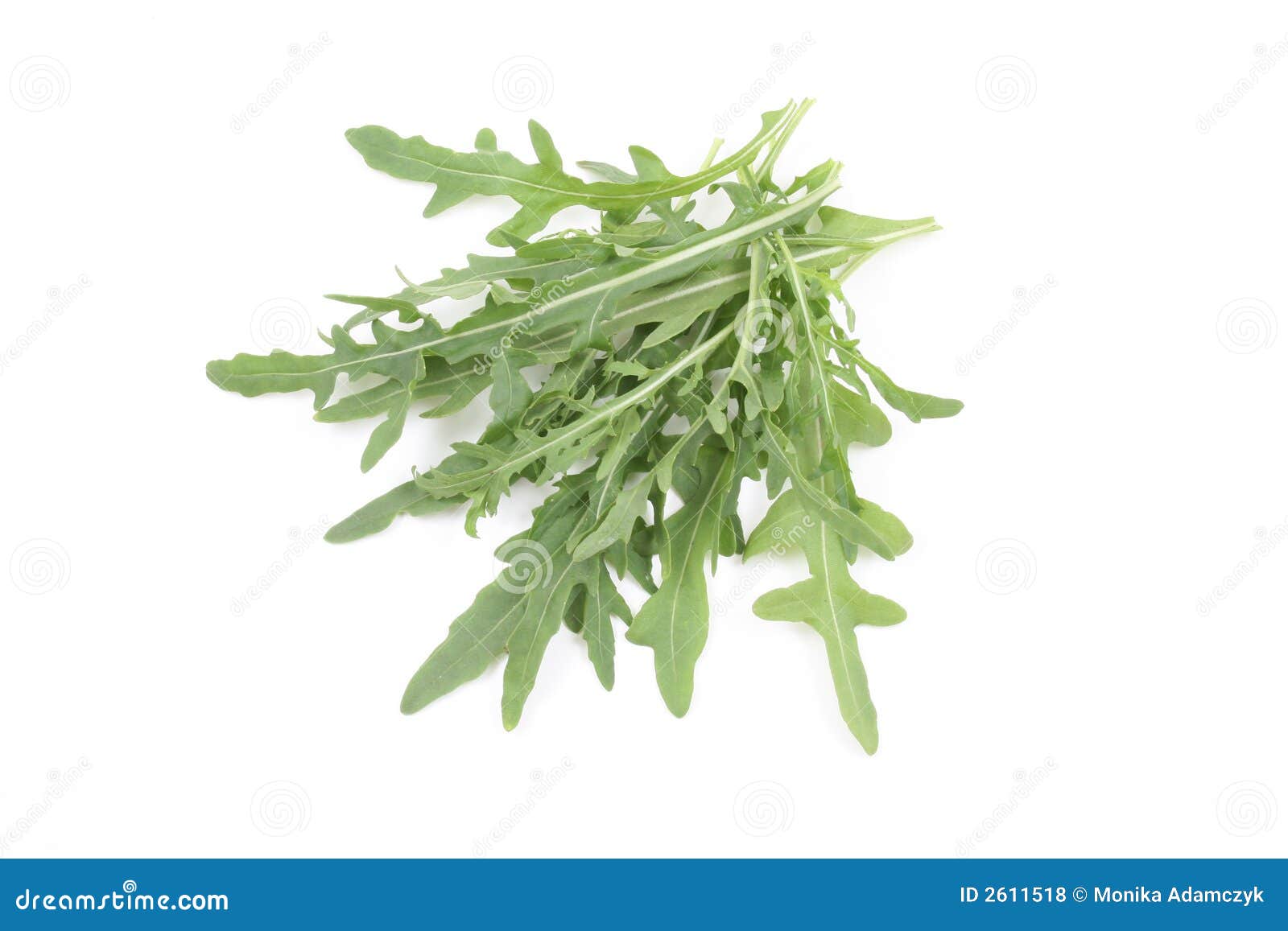 Lettuce - rucola stock photo. Image of green, salad, vegetarian - 2611518