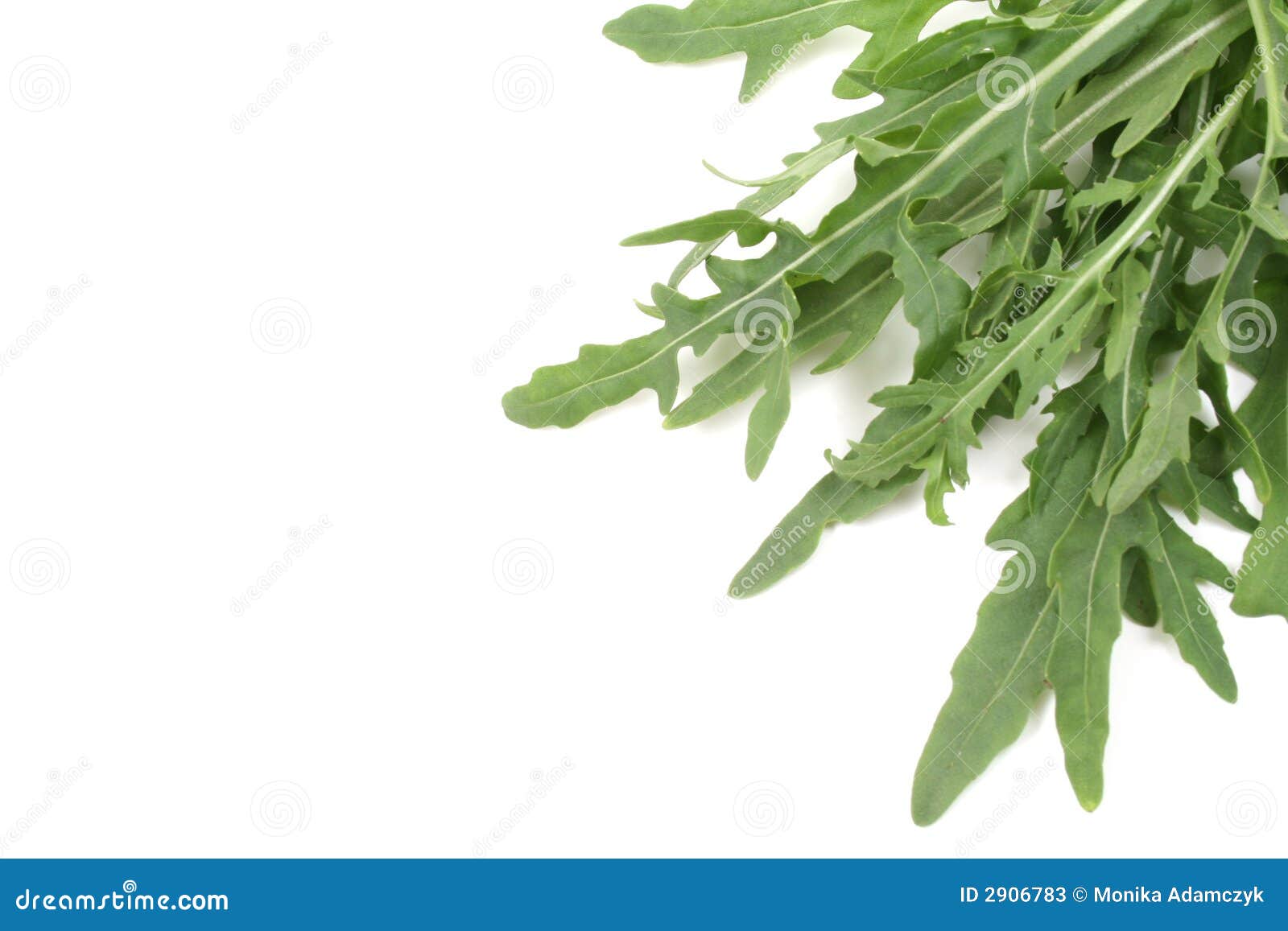 Lettuce - rucola stock image. Image of organic, rucola - 2906783