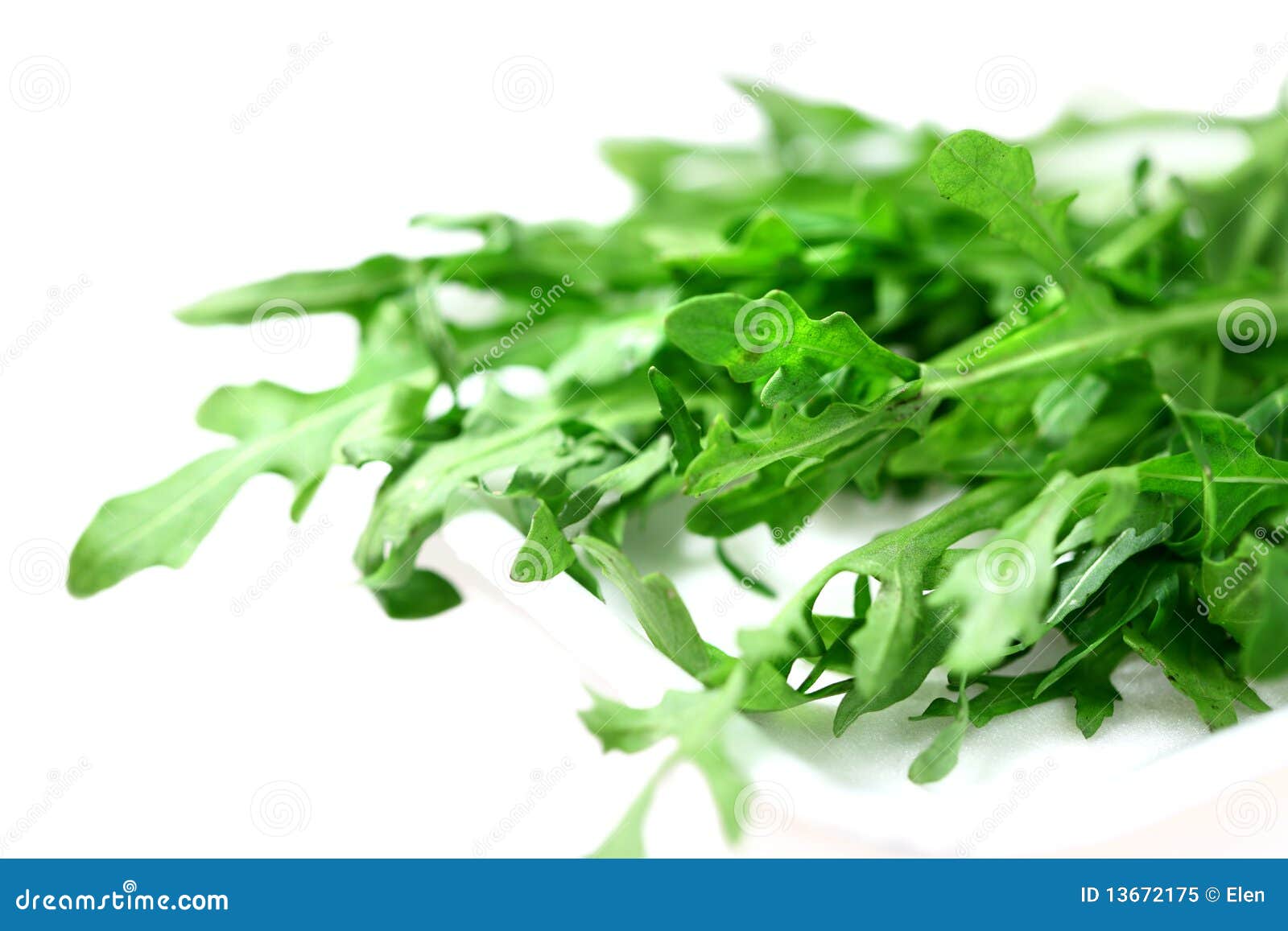 Lettuce rucola (arrugula) stock image. Image of rucola - 13672175