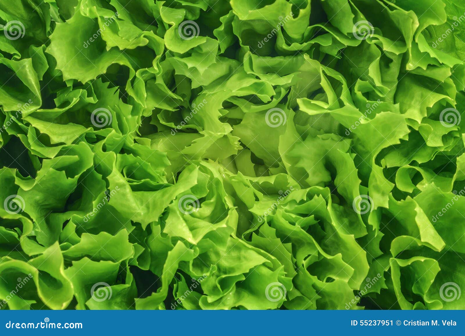 Lettuce Salad Background Texture Stock Image - Image of texture ...